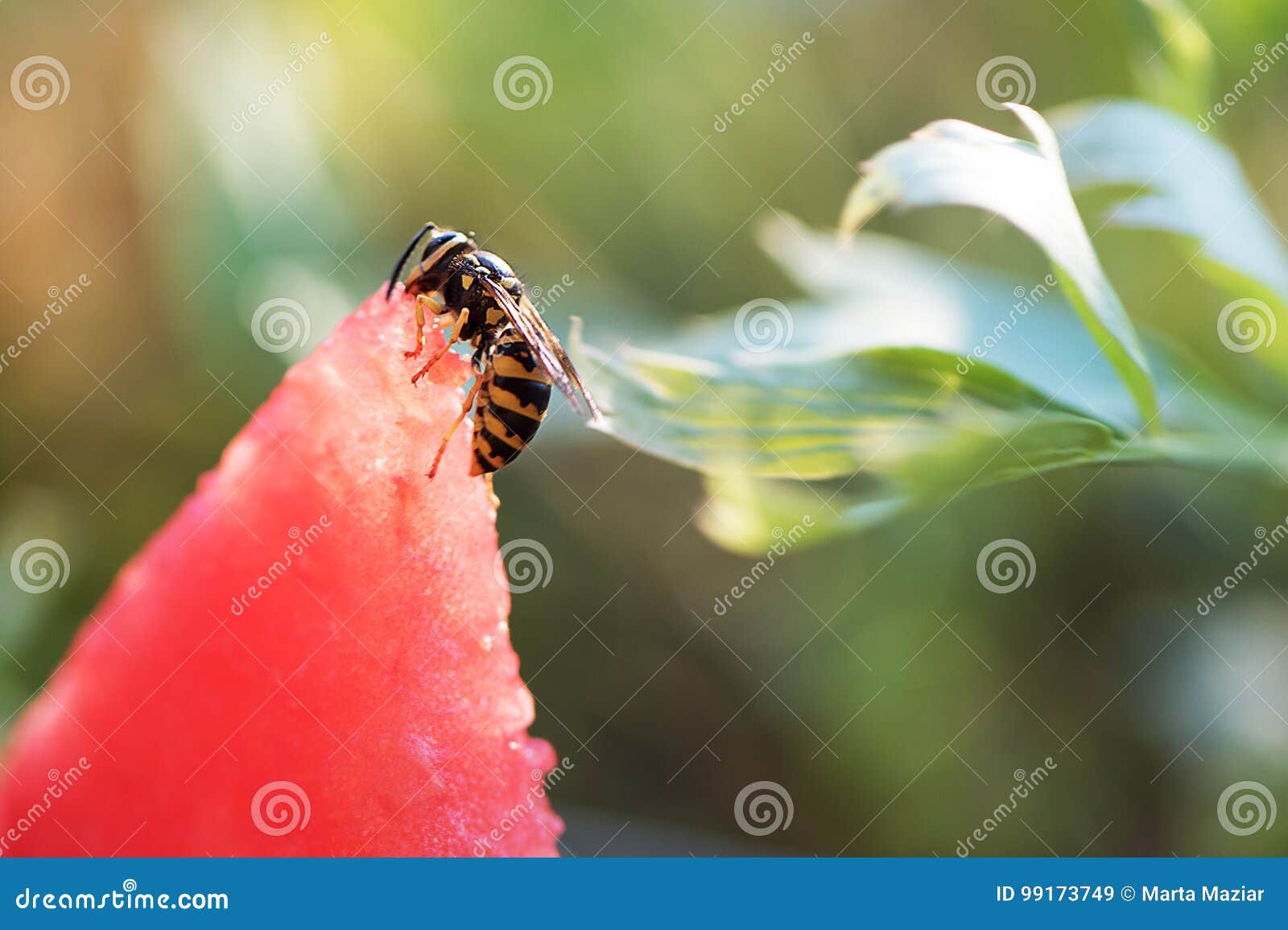 Fresh Sliced Watermelon, Close-up of Bee on Fresh Slice of Red ... Fresh Sliced Watermelon, Close-up of Bee on Fresh Slice of Red ...