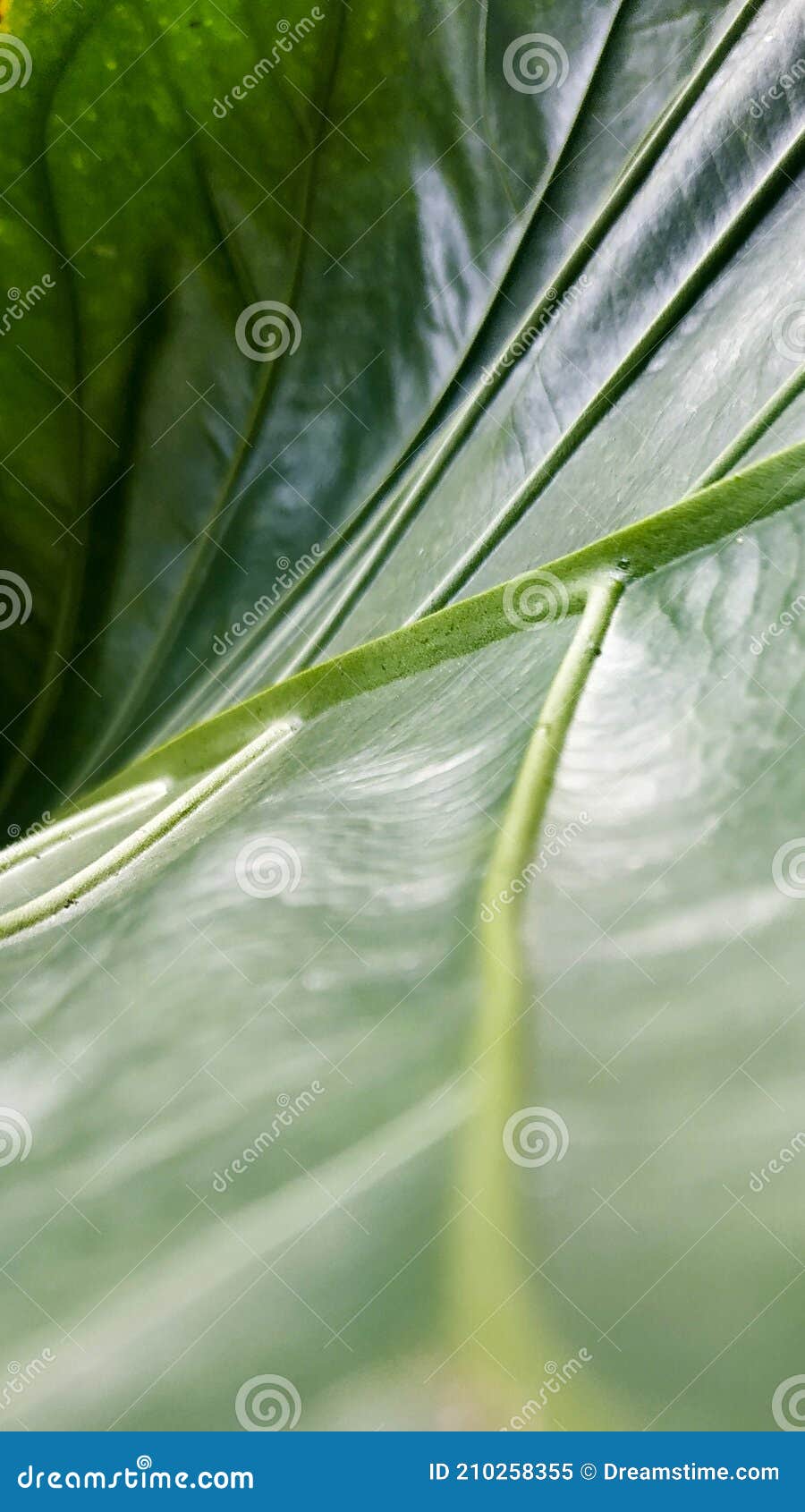 Fresh Sliding Leaf stock image. Image of sliding, sunlight - 210258355