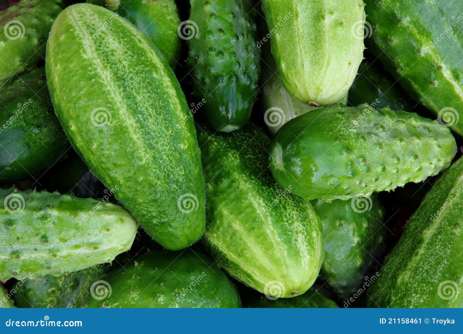 Fresh small cucumbers. stock image. Image of macro, ripe - 21158461