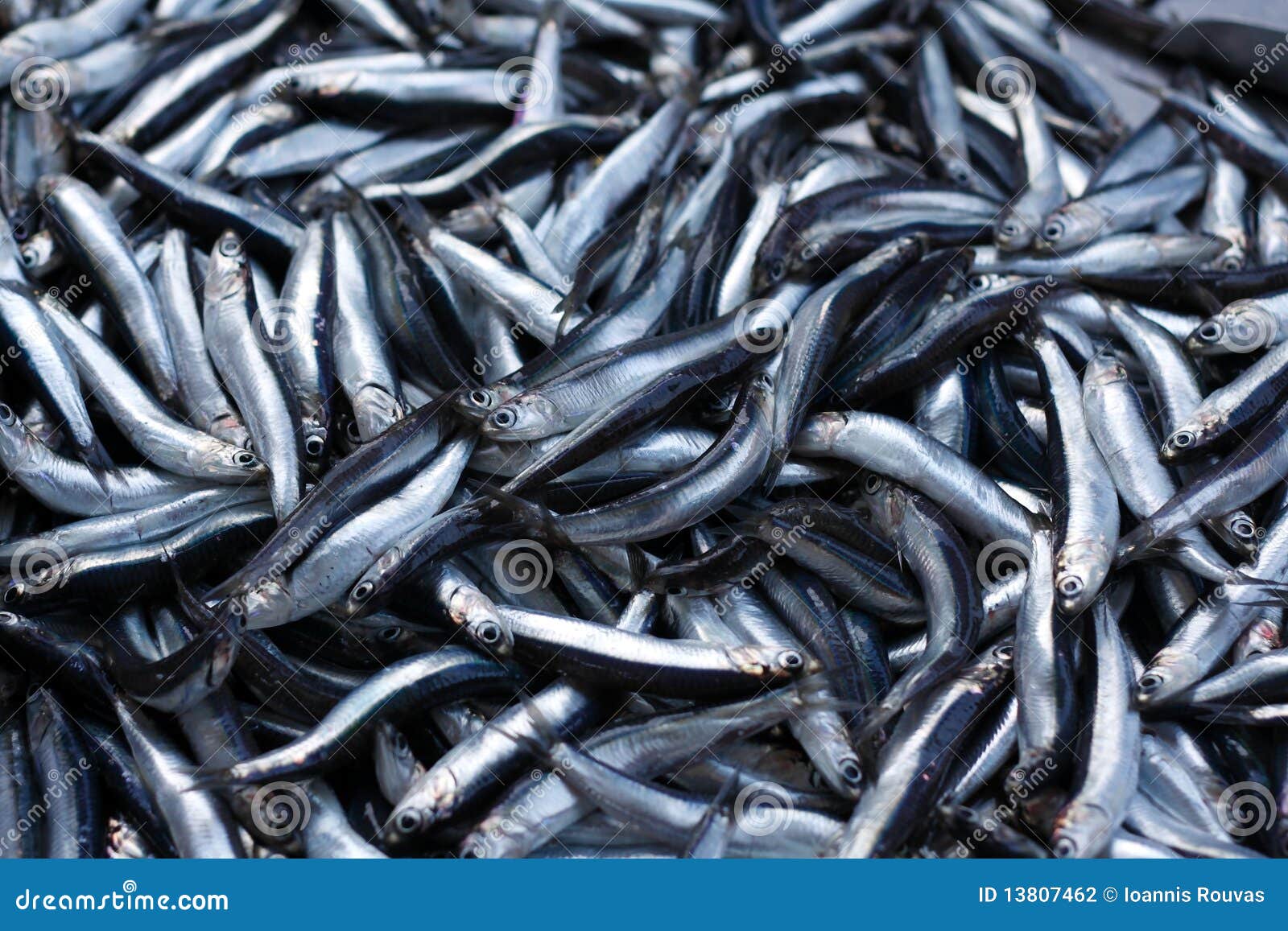 Fresh small fish stock photo. Image of foodstuff, edible - 13807462