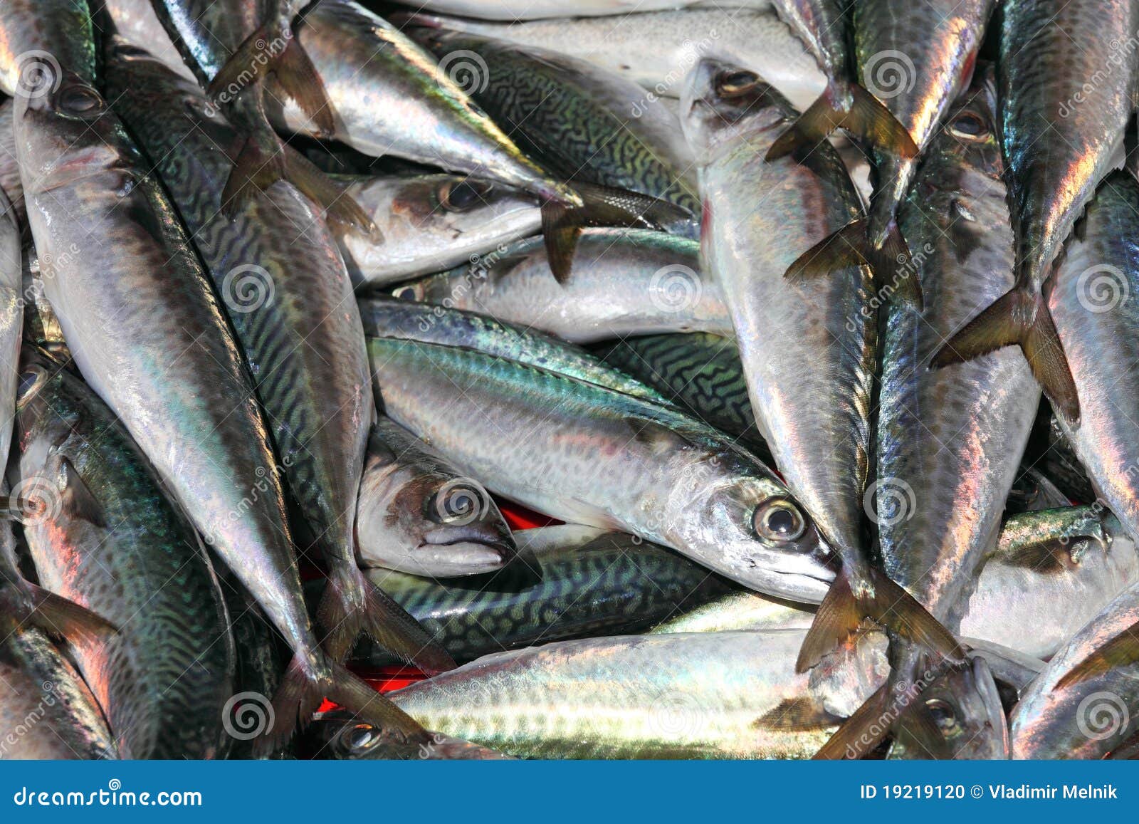 Fresh small fish stock photo. Image of catch, fishing - 19219120