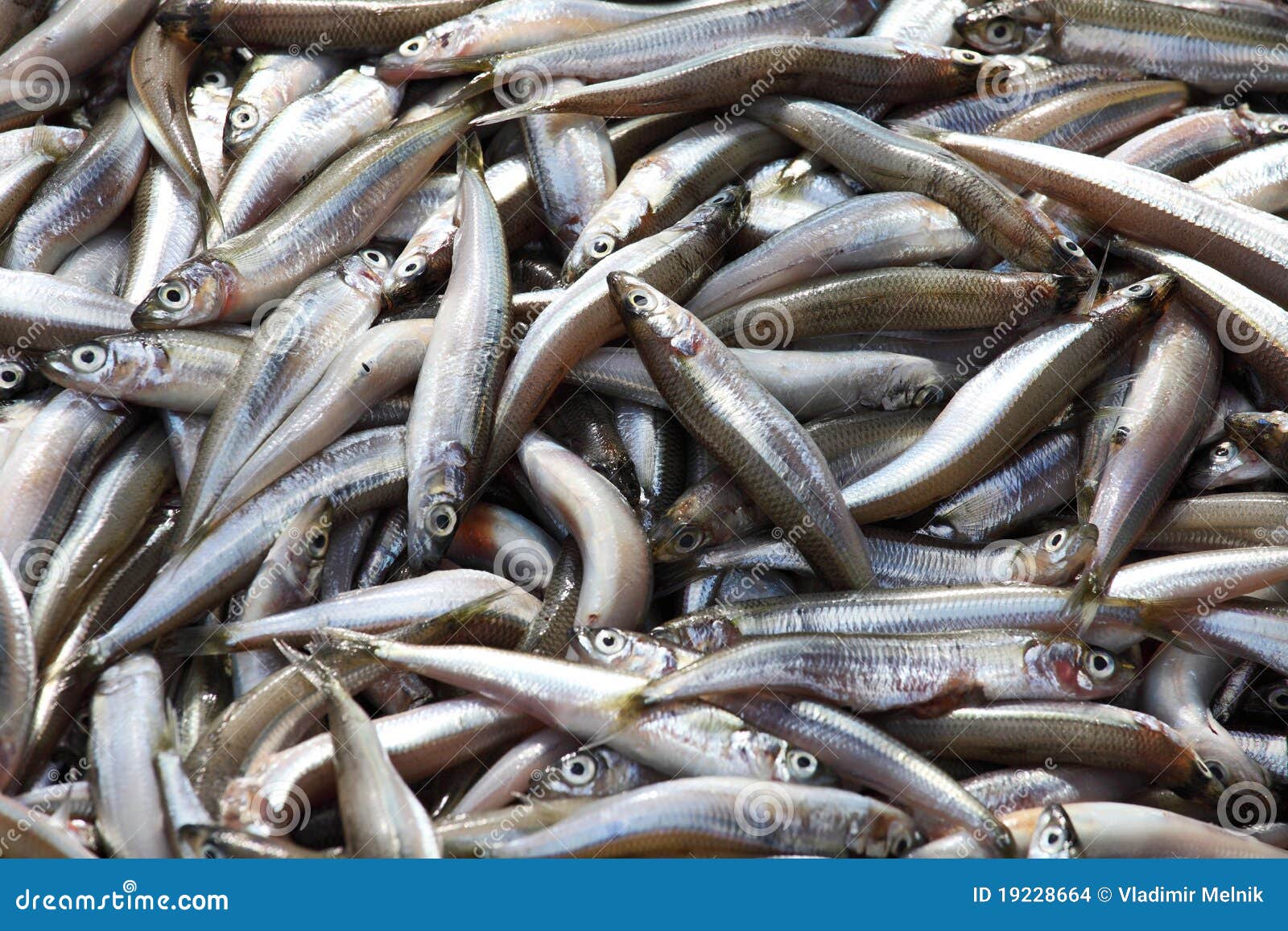 Fresh small fish stock photo. Image of anchovy, traditional - 19228664