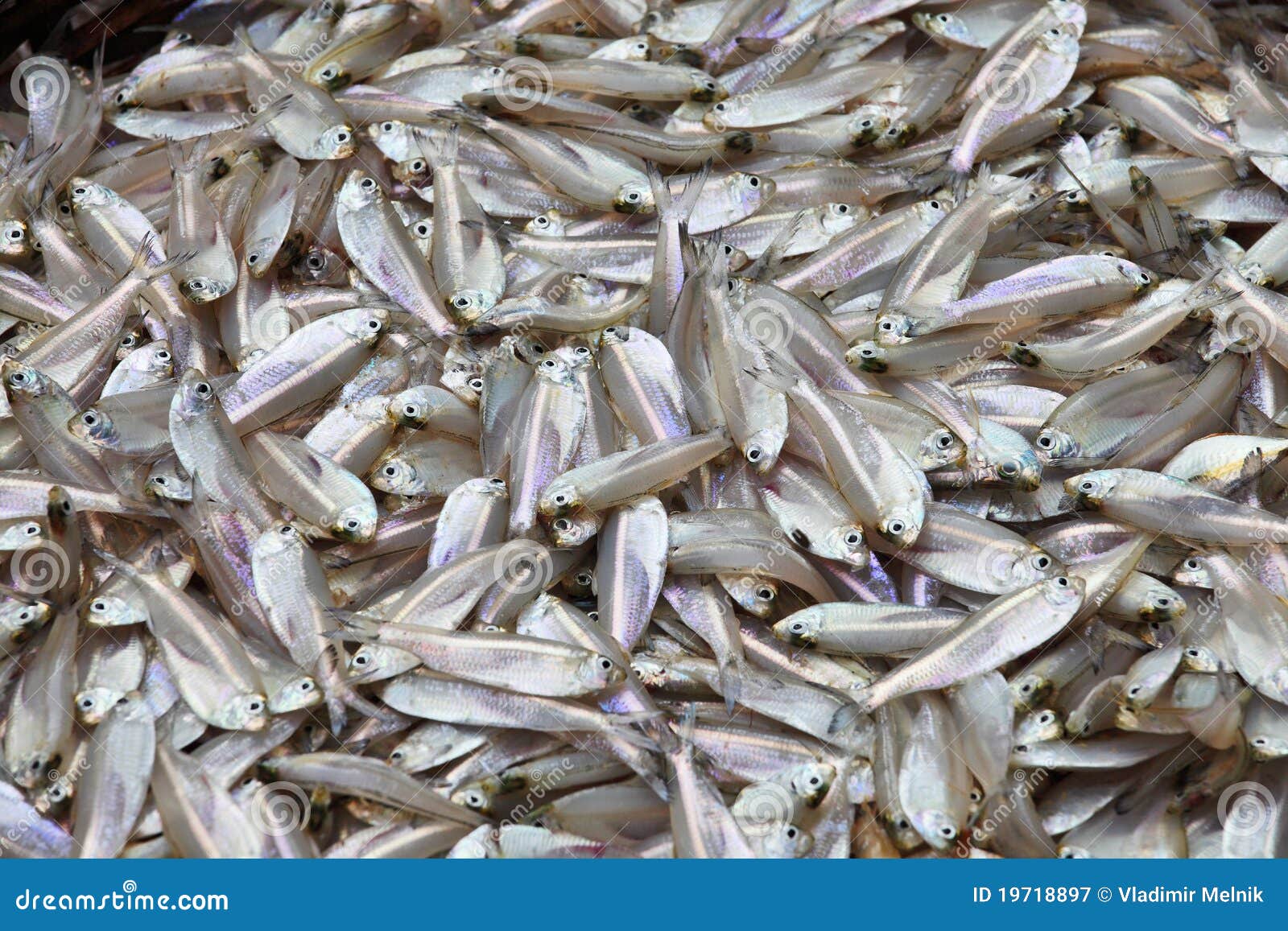 Fresh small fish stock image. Image of sardine, heap - 19718897