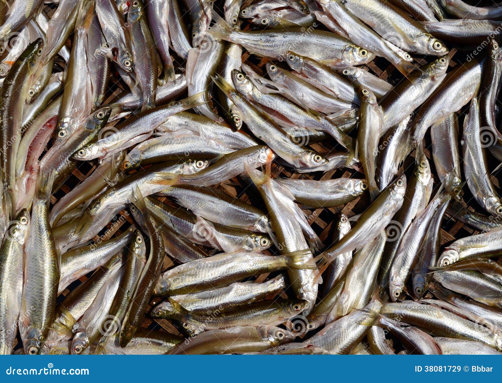 Fresh Small Fish Background at a Market Stock Image - Image of food ...