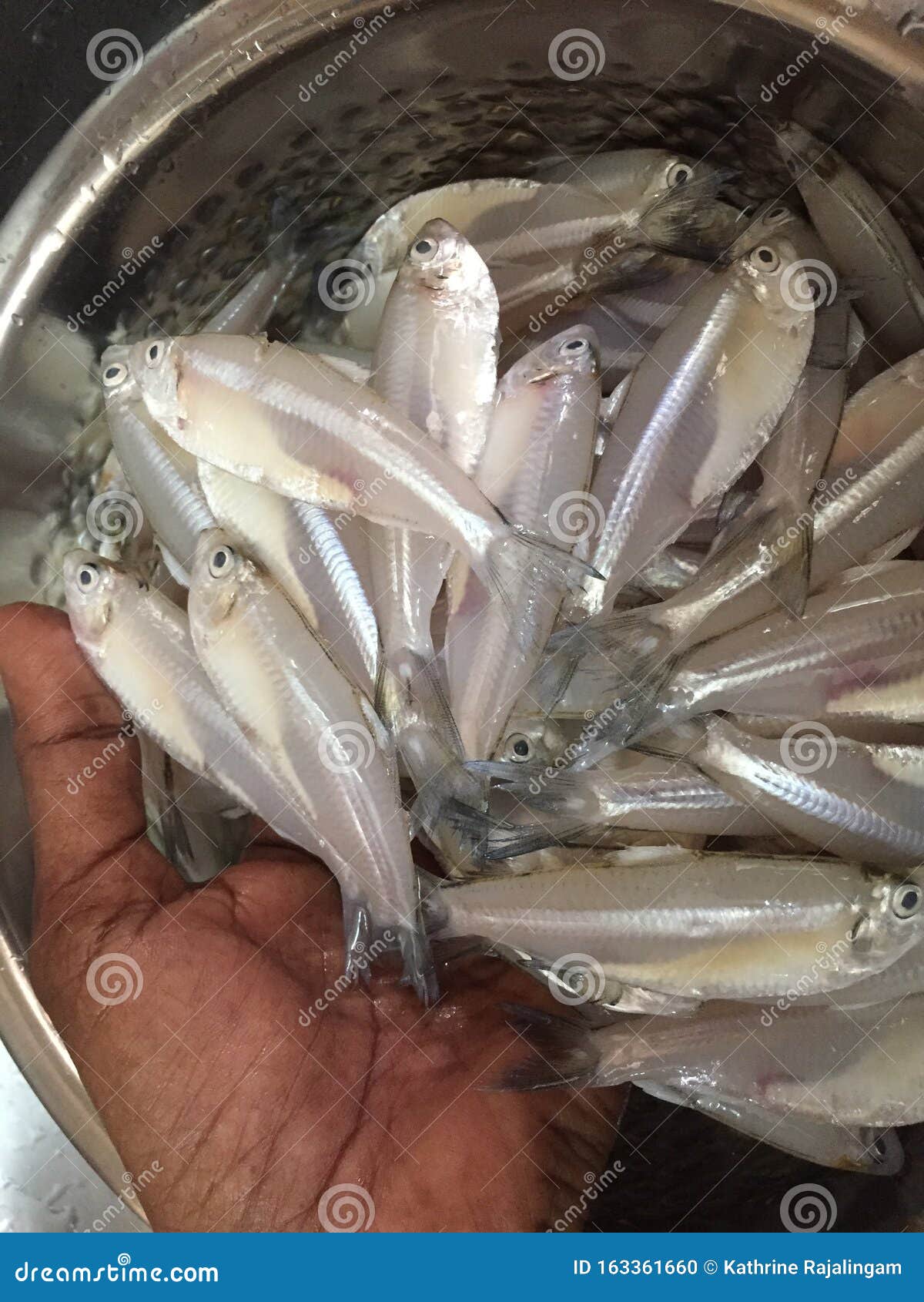 Fresh Small Fish Being Clean Stock Photo - Image of healthy, market ...