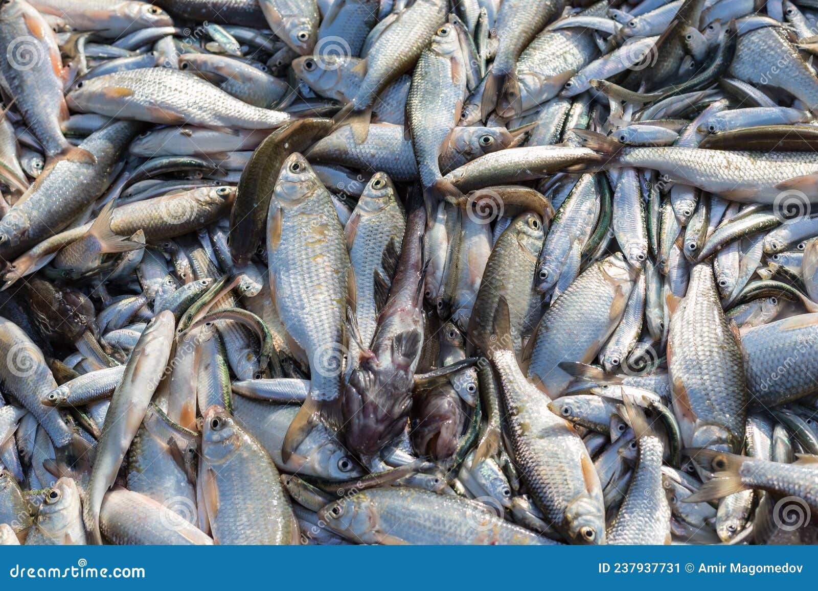 Fresh Small Fish of Various Species in Large Quantities. Stock Image ...