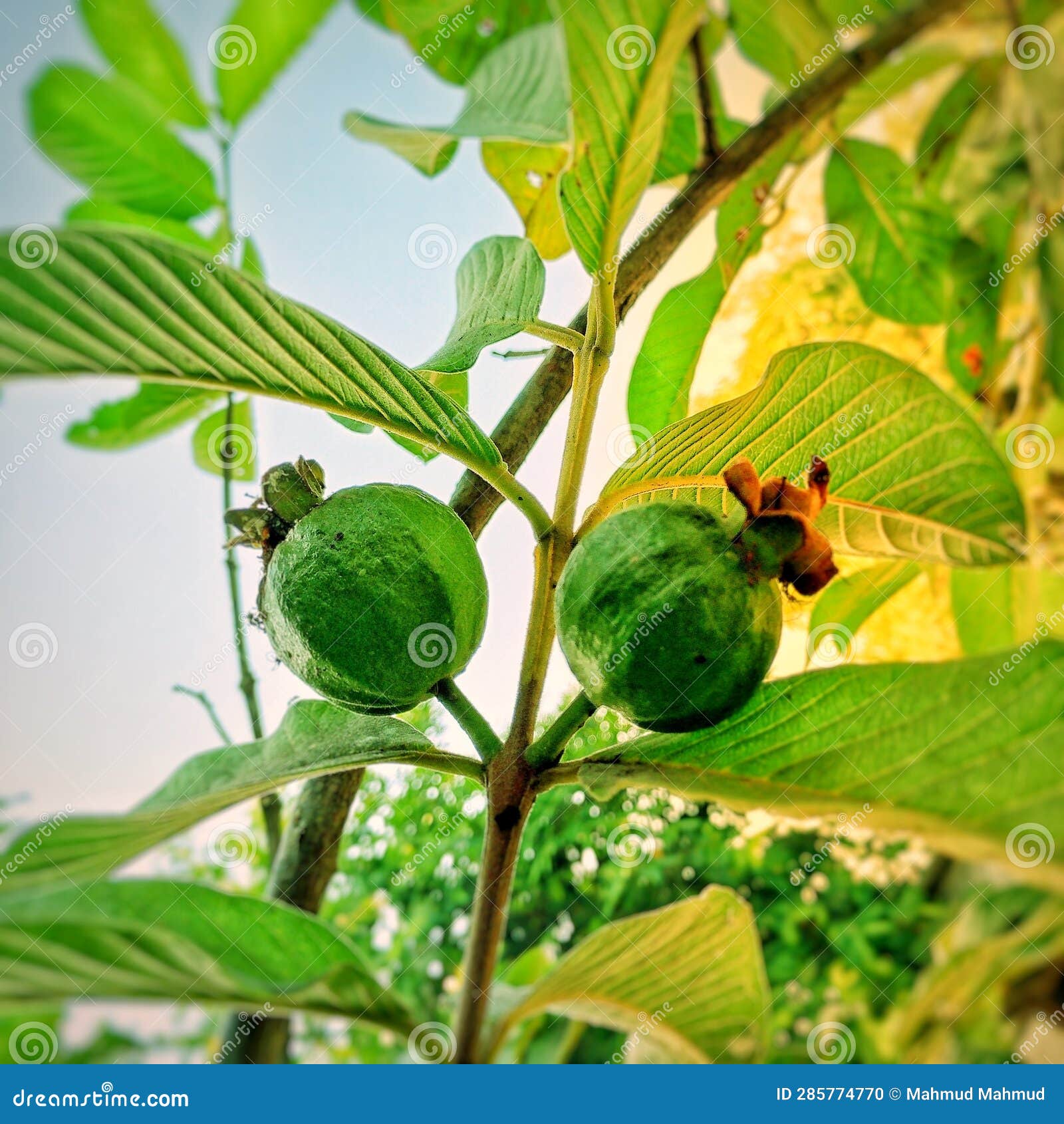 Fresh Small Guava Fruit in the Morning Stock Photo - Image of fresh ...