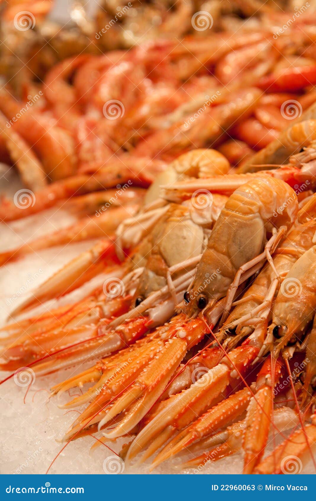 Fresh small lobsters stock image. Image of scampi, claw - 22960063