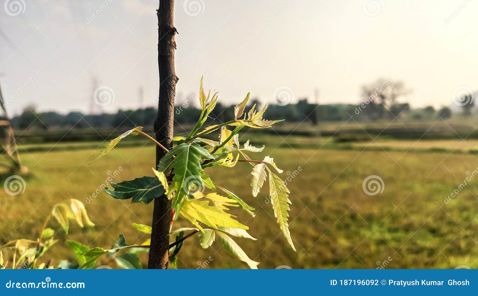 Fresh Small Neem Tree Leaves Stock Photo - Image of line, design: 187196092