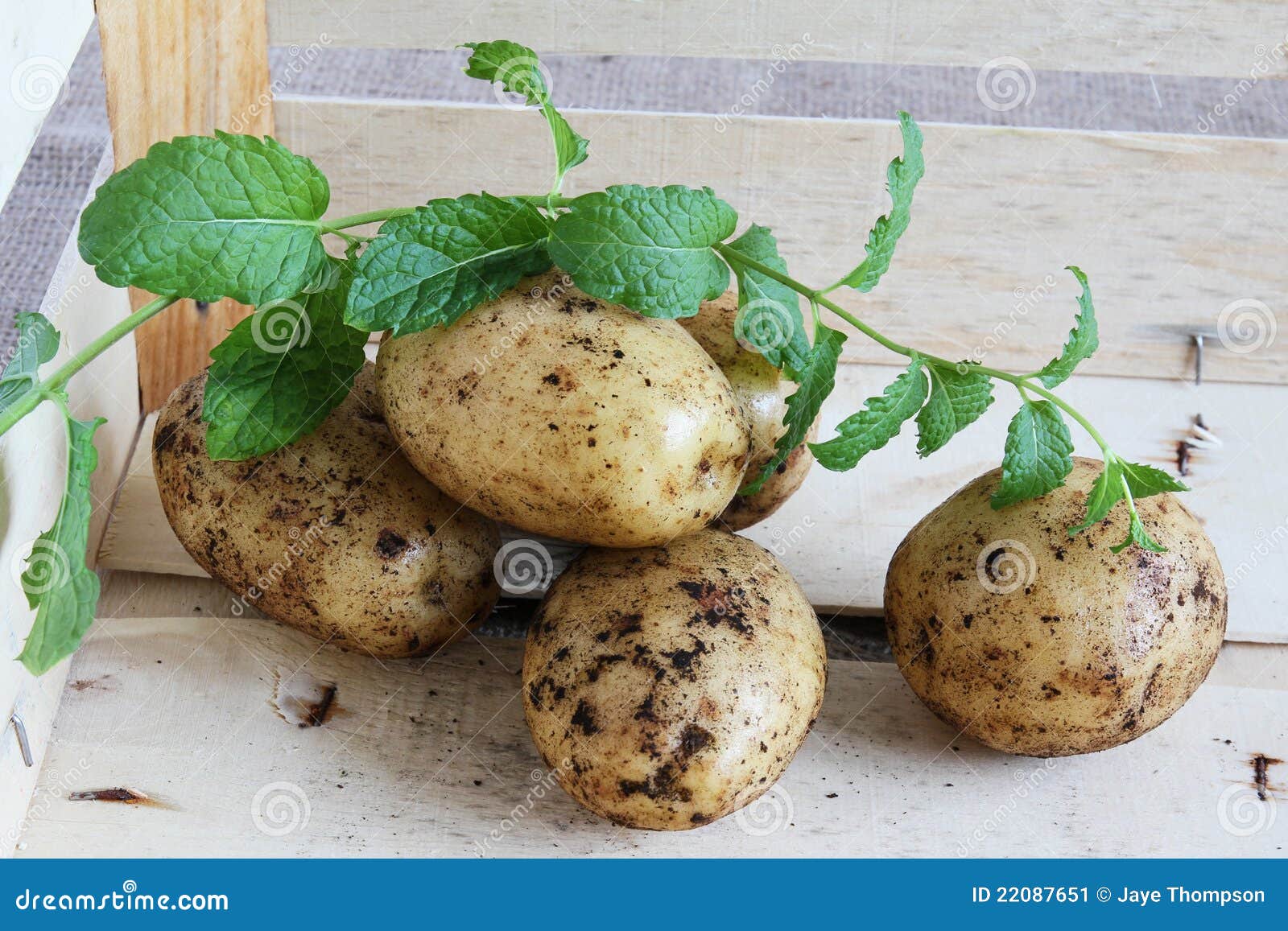Fresh Small New Potatoes with Mint Stock Image - Image of food, farming ...