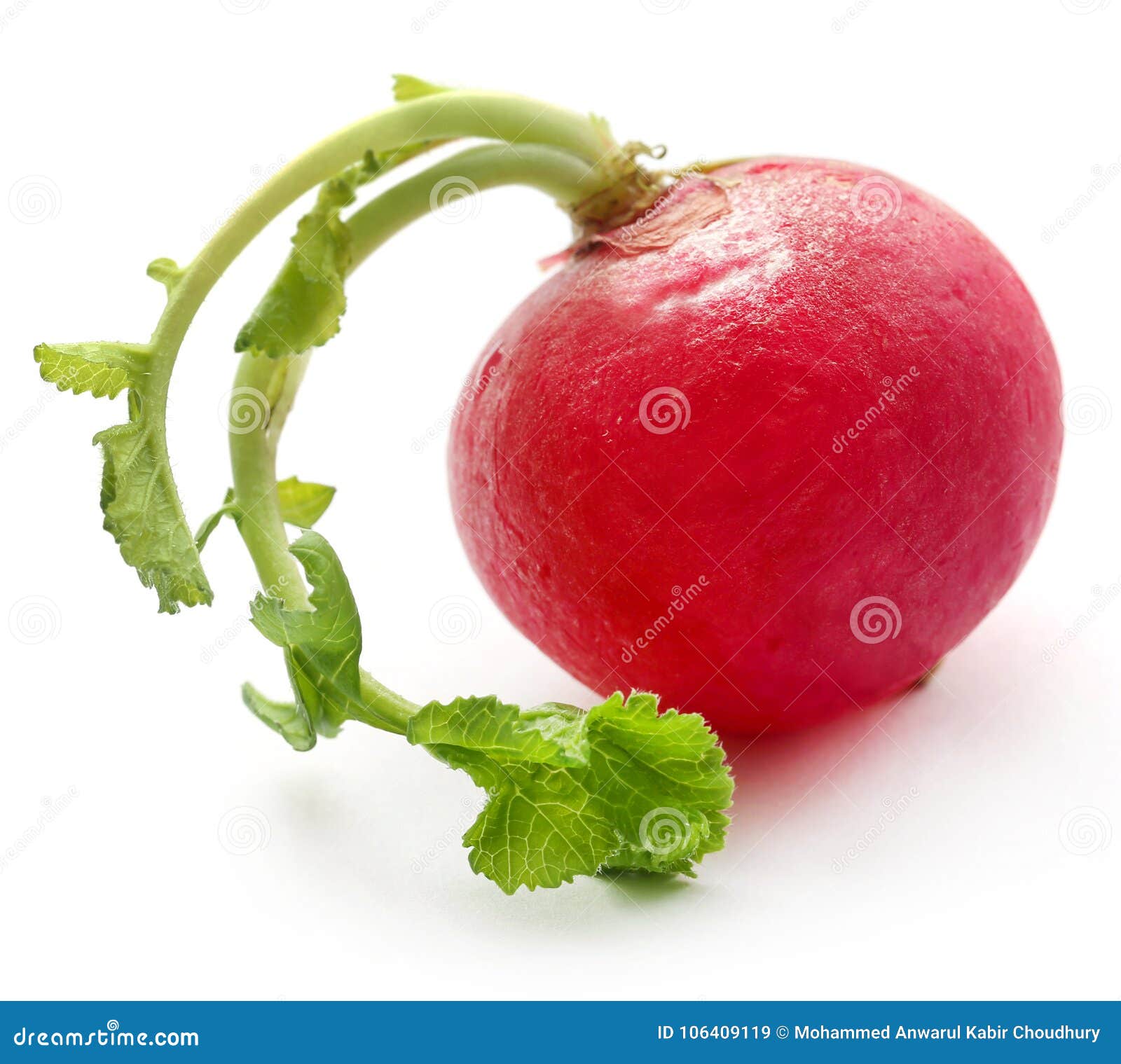 Fresh small radish stock image. Image of vegan, root - 106409119