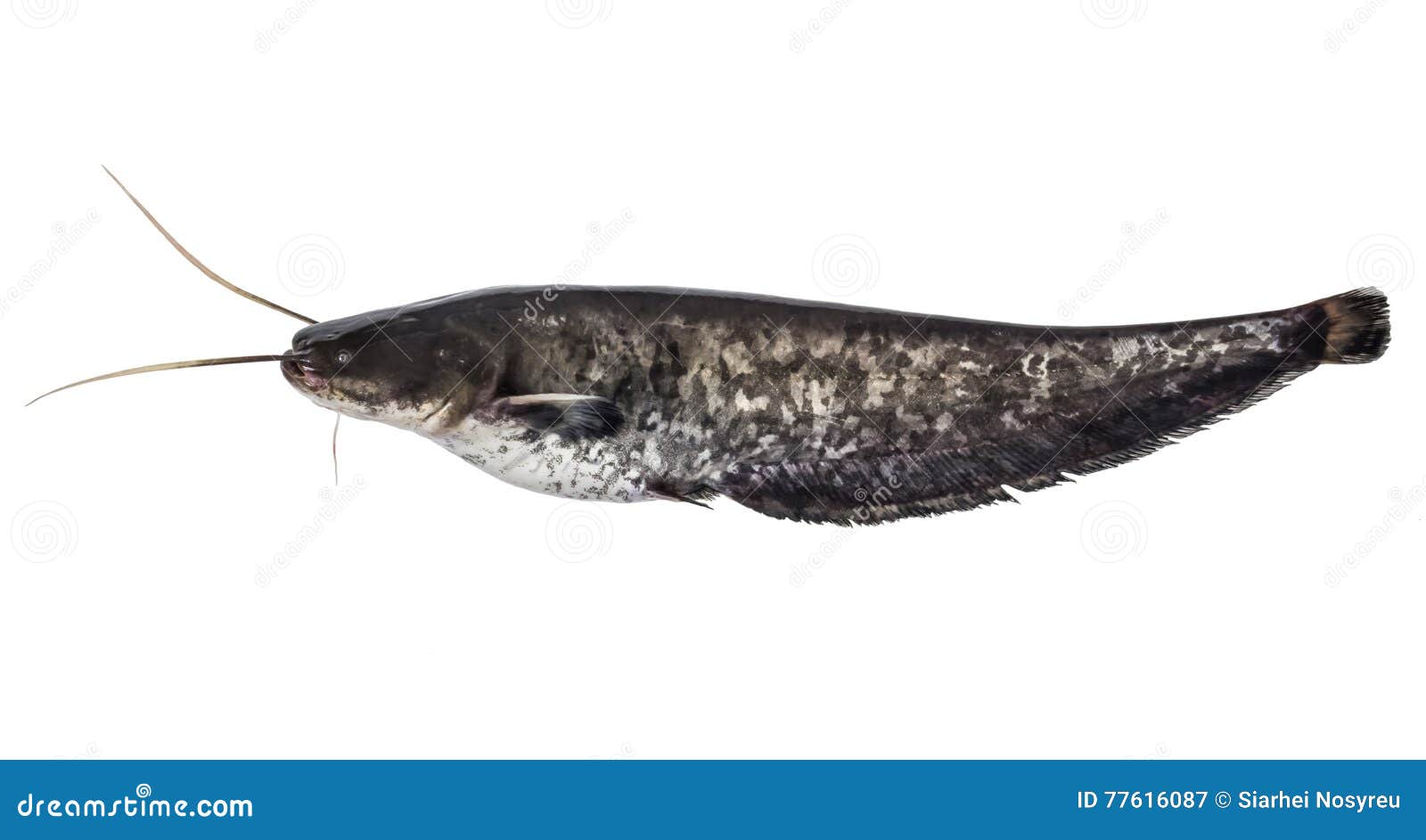 Fresh Small Size Bitter Gourd Or Bitter Melon Royalty-Free Stock ...