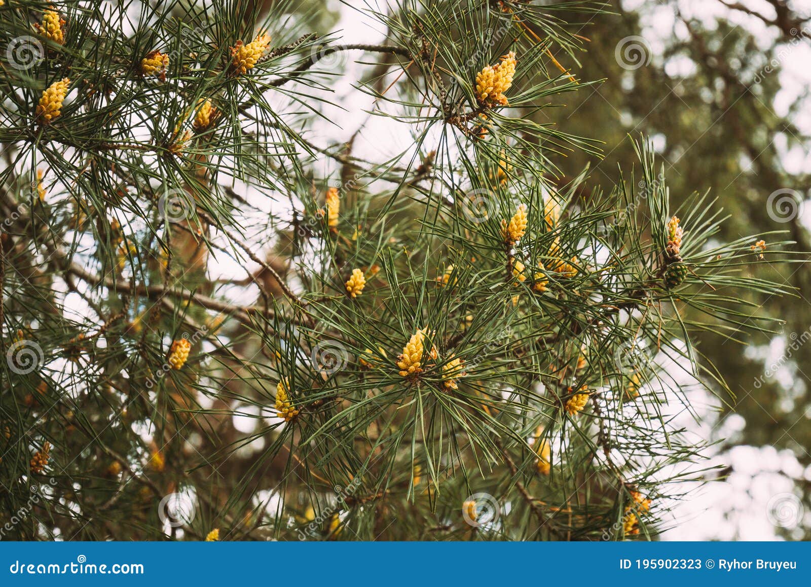 Fresh Small Spring Cones on Pine Tree in Forest Stock Image - Image of ...