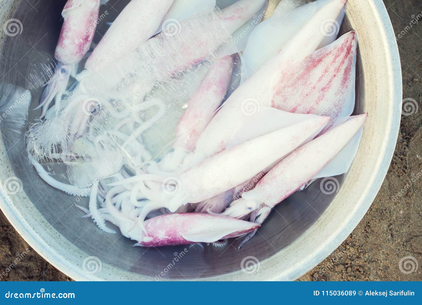 Fresh Small Squids/ Cuttlefish Prepared for Cooking with Ice Stock ...