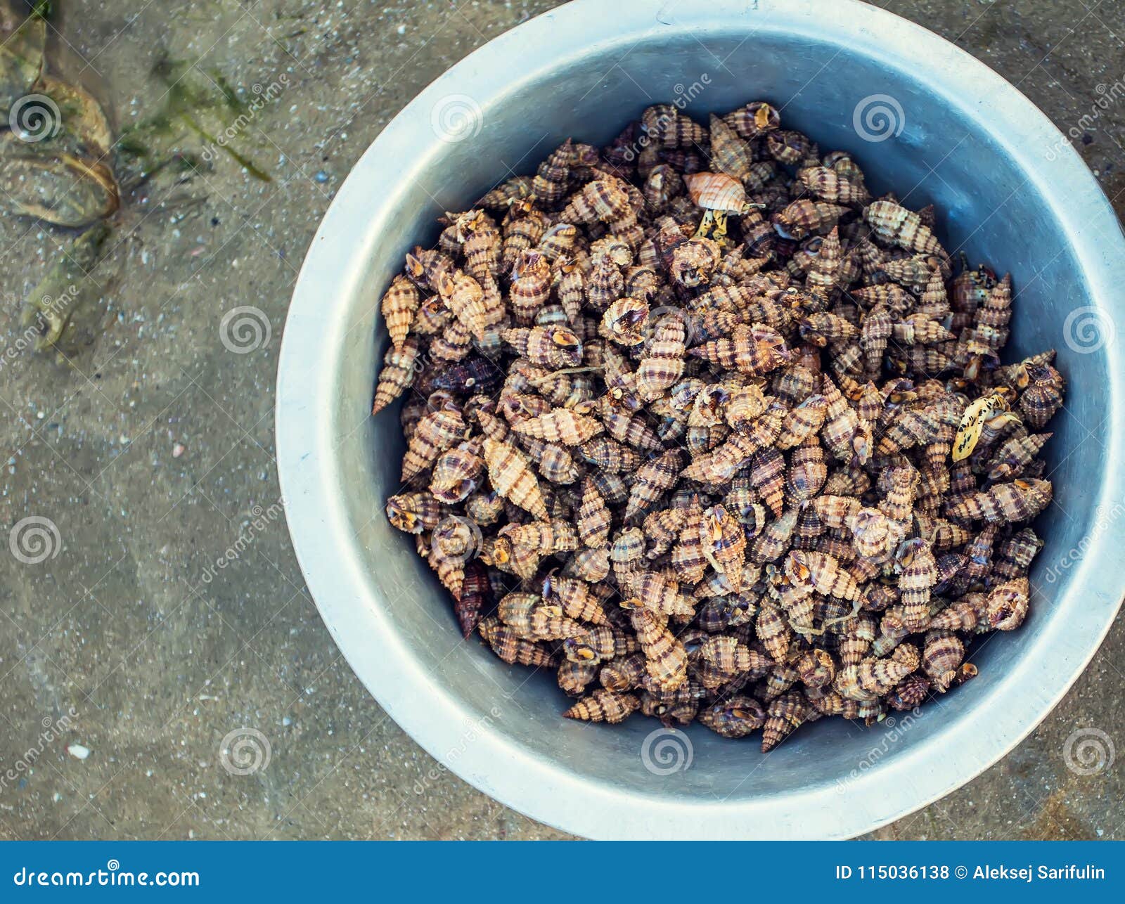 Fresh Small Squids/ Cuttlefish Prepared for Cooking with Ice Stock ...