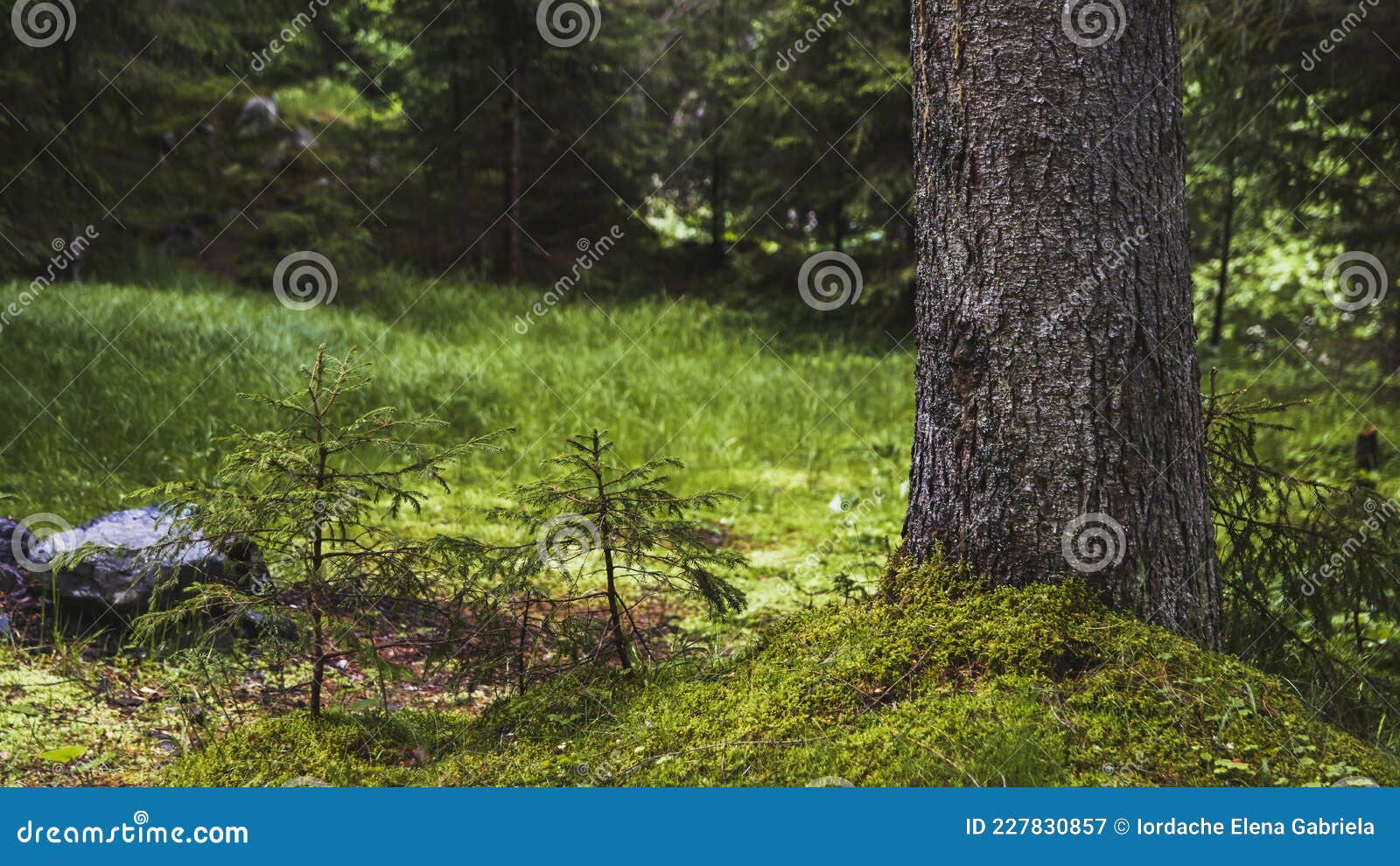 Fresh Small Trees in Forest Stock Image - Image of detail, growth ...