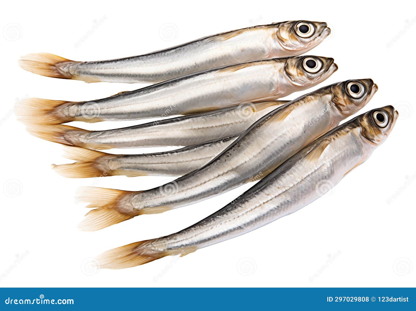 Fresh smelt fish stock photo. Image of meal, nutrition - 297029808