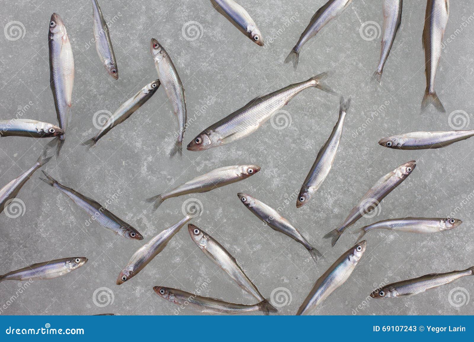 Fresh Smelt Fish on the Snow Top View Stock Image - Image of seafood ...