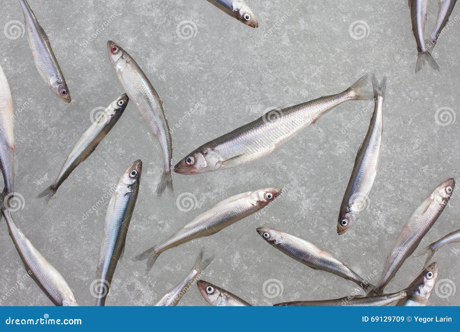 Fresh Smelt Fish on the Snow Top View Stock Image - Image of freshwater ...