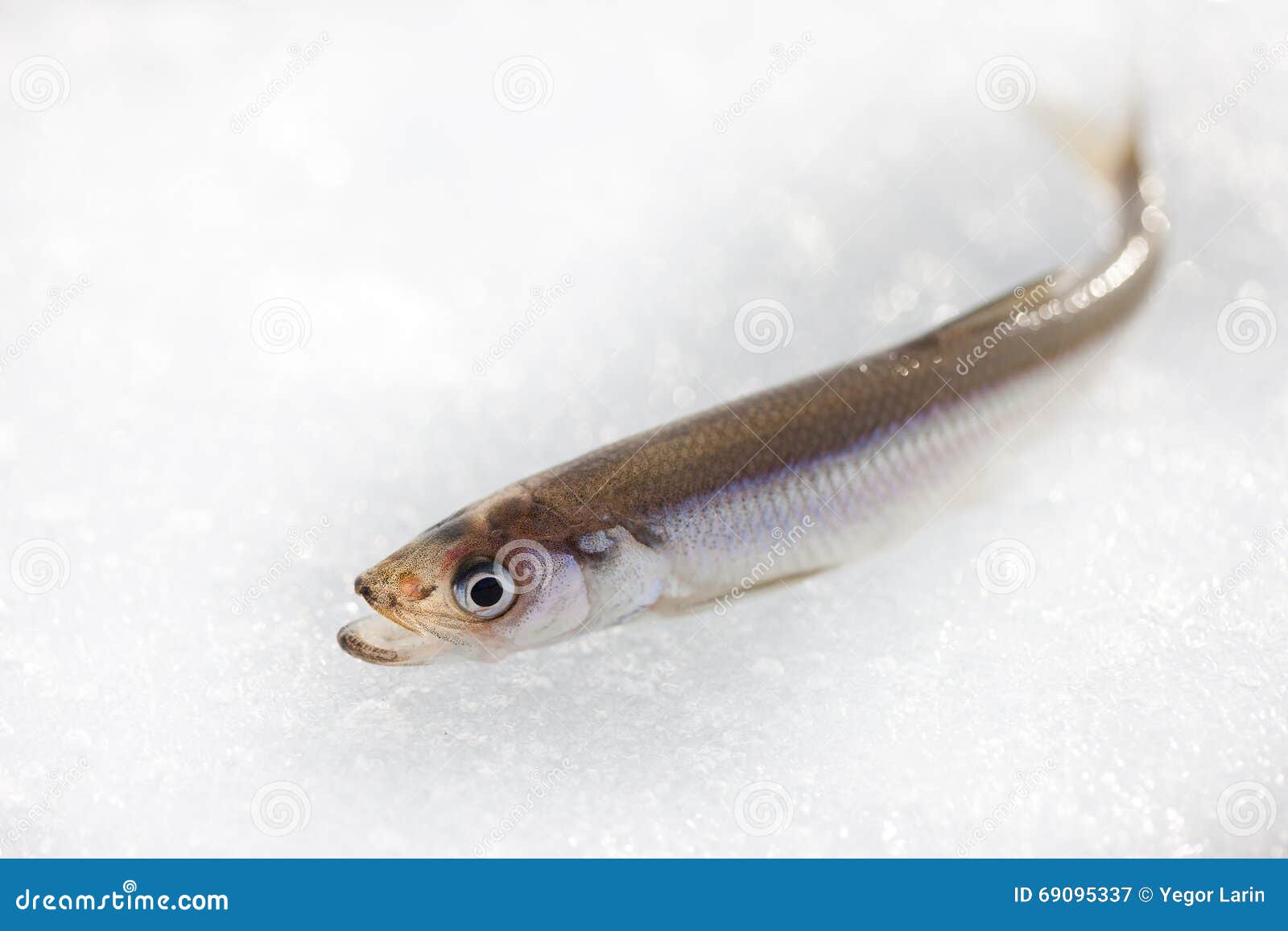 Fresh Smelt Fish on White Ice Closeup Stock Image - Image of fresh ...