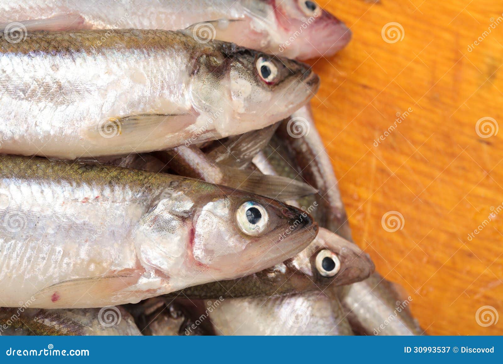 Fresh smelts fish stock image. Image of fishes, board - 30993537