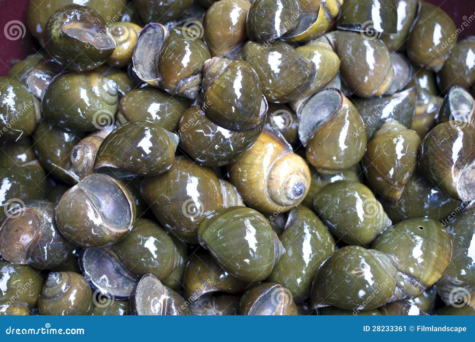 Fresh snail in the bowl. stock image. Image of farm, helix - 28233361