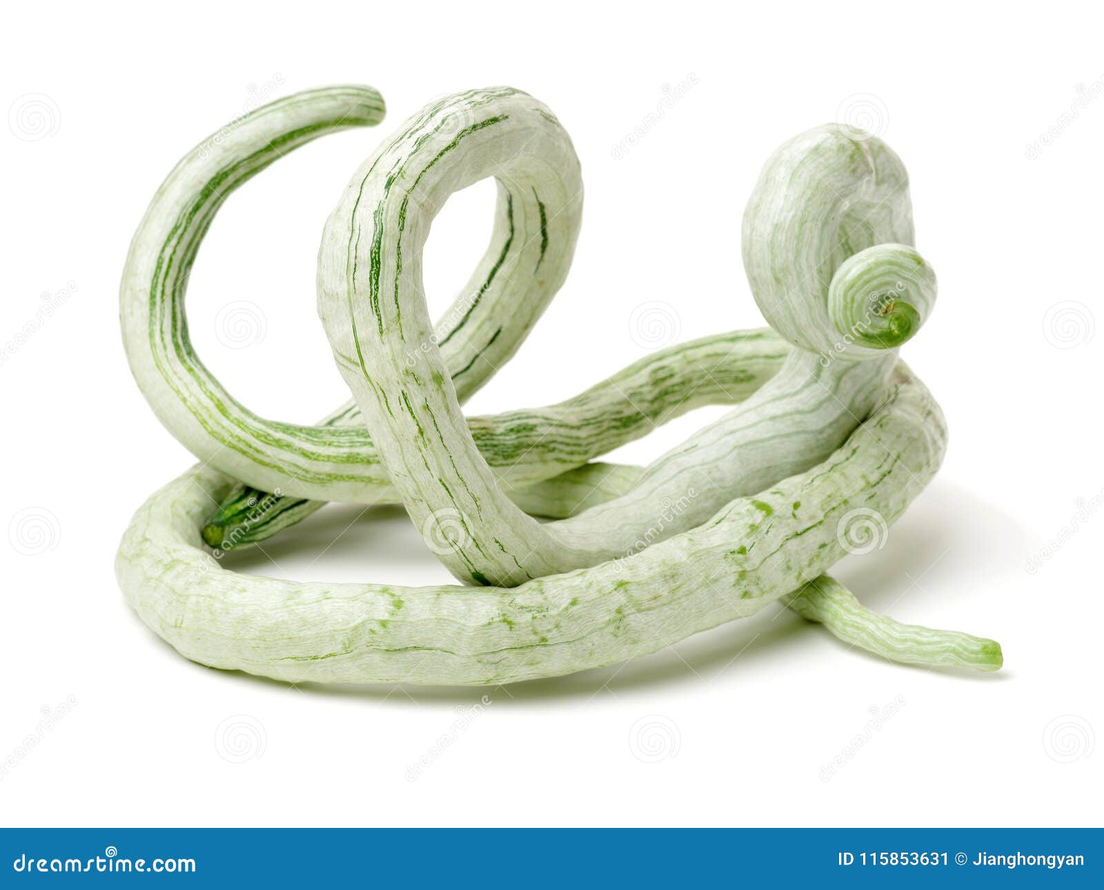 Fresh Snake Gourd Royalty-Free Stock Photo | CartoonDealer.com #115853631