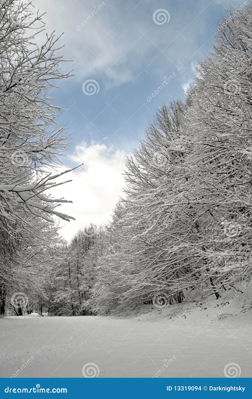 Fresh Snow stock photo. Image of land, blue, forests - 13319094