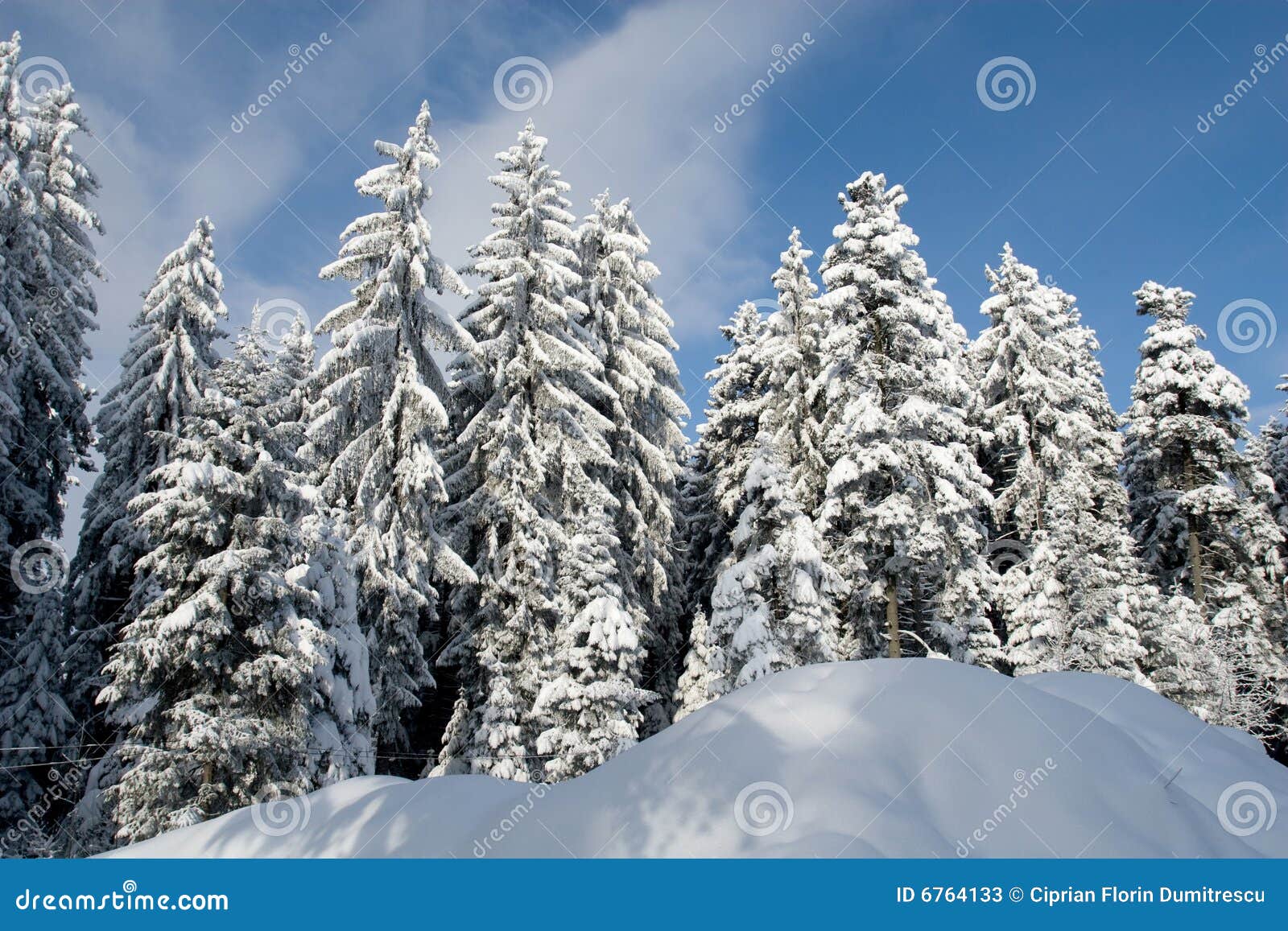 Fresh snow stock image. Image of natural, landscape, evergreen - 6764133