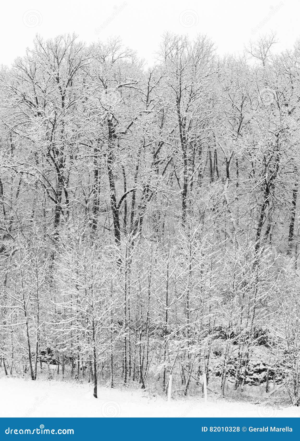 Fresh Snow Covers a Forest of Trees. Stock Photo - Image of forest ...
