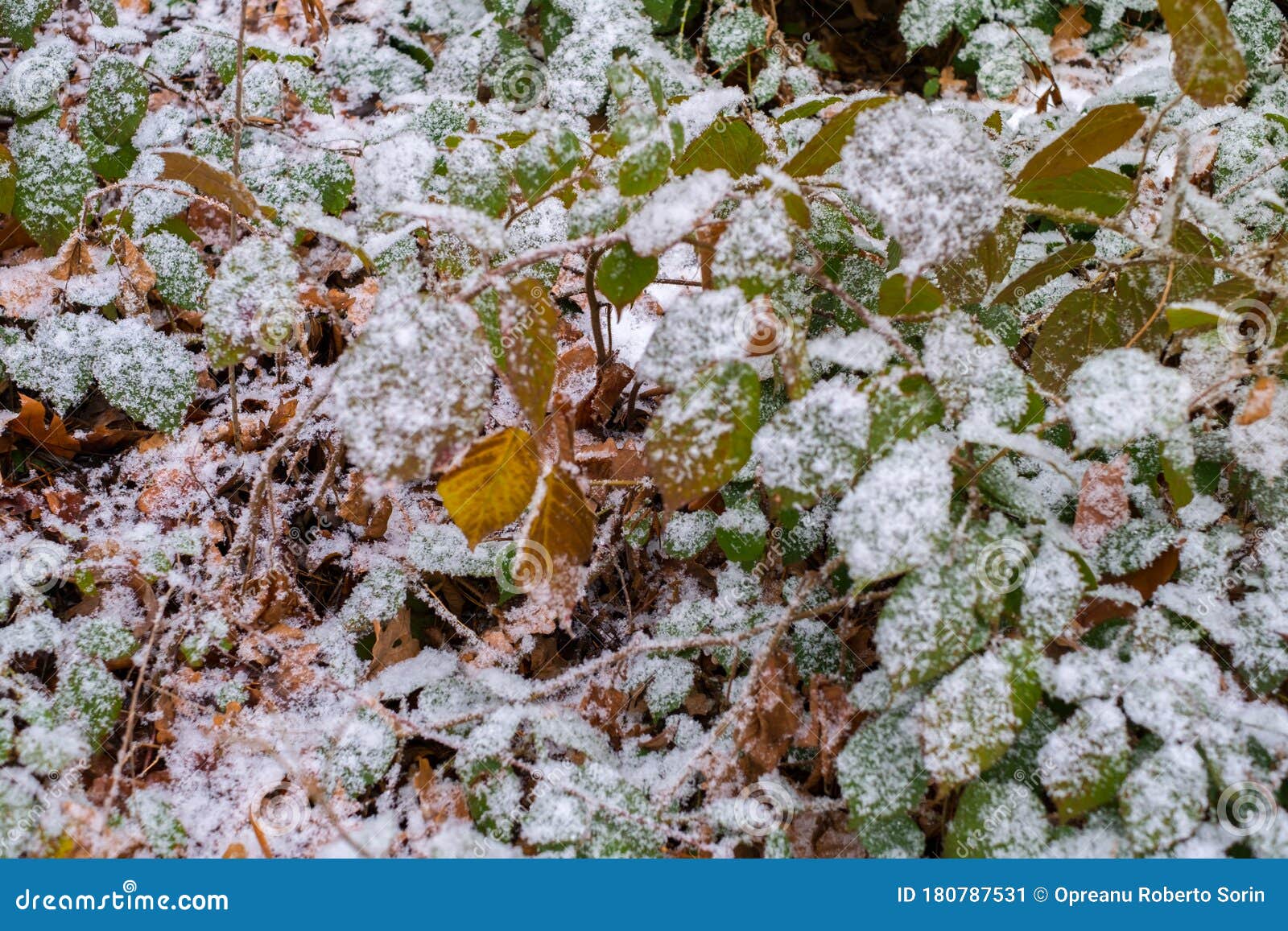 Fresh Snow Falling on Leaves in the Forest Stock Image - Image of ...
