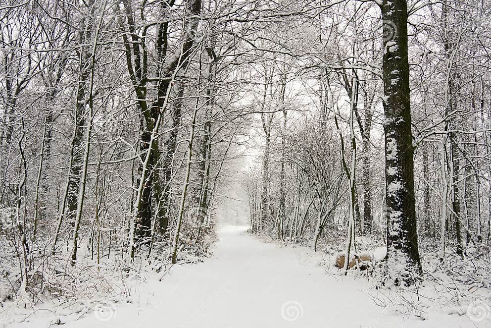 Fresh snow stock image. Image of snowy, white, trees - 30187269