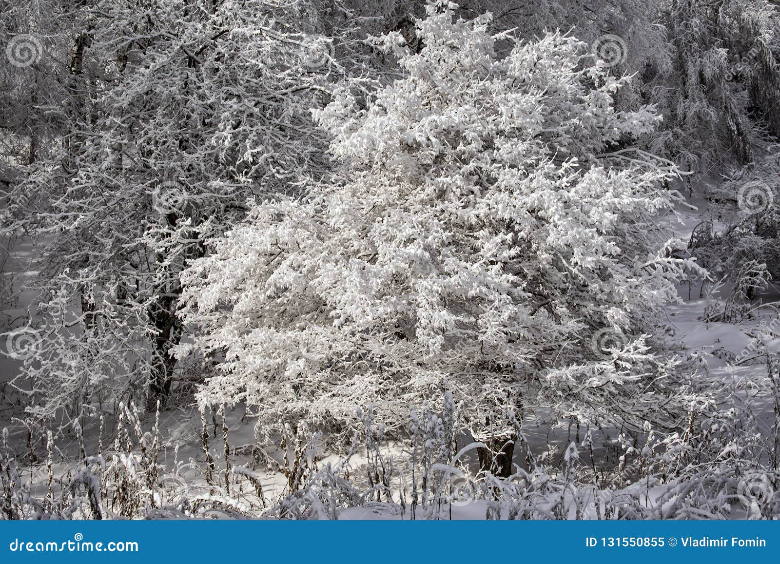 Fresh Snow in the Mountain Forest. Stock Image - Image of light, shadow ...