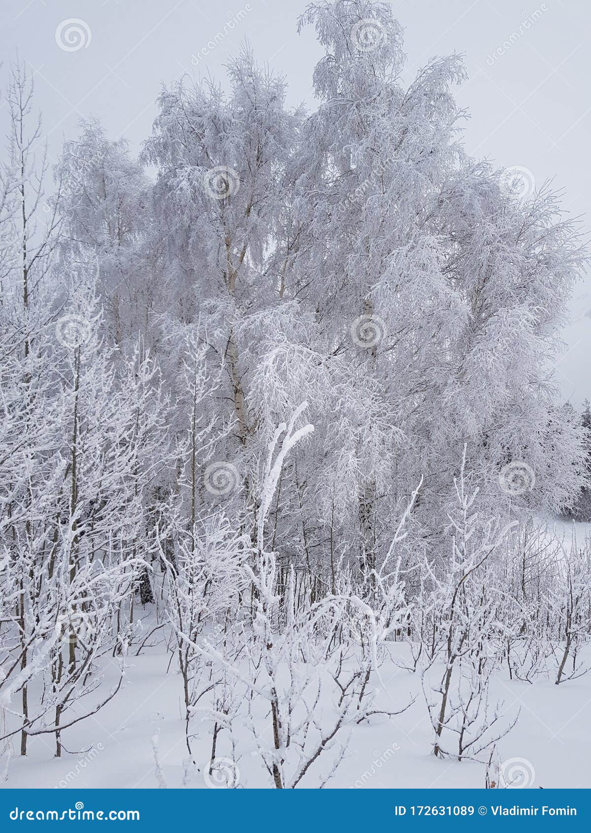Fresh Snow in the Mountain Forest. Stock Image - Image of background ...