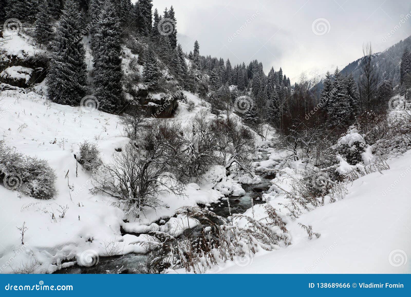 Fresh Snow in the Mountain Forest. Stock Photo - Image of mountain ...