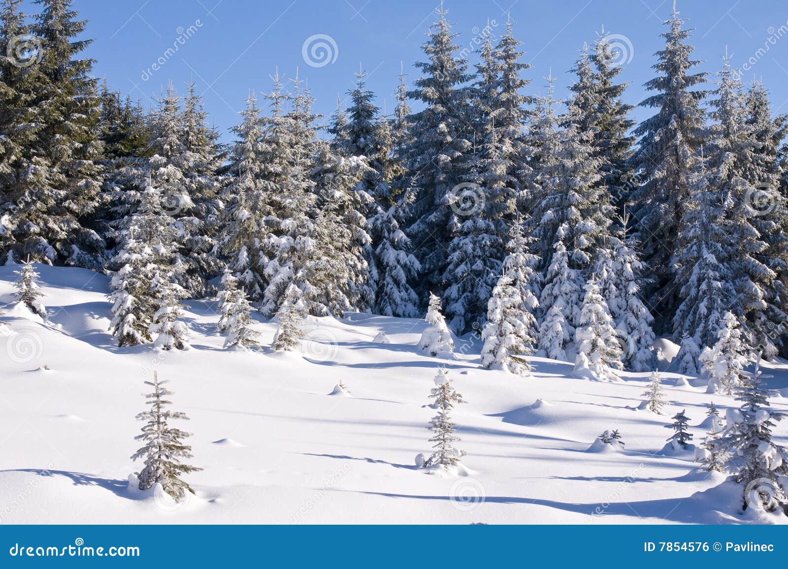 Fresh Snow in the Mountains Stock Photo - Image of january, december ...