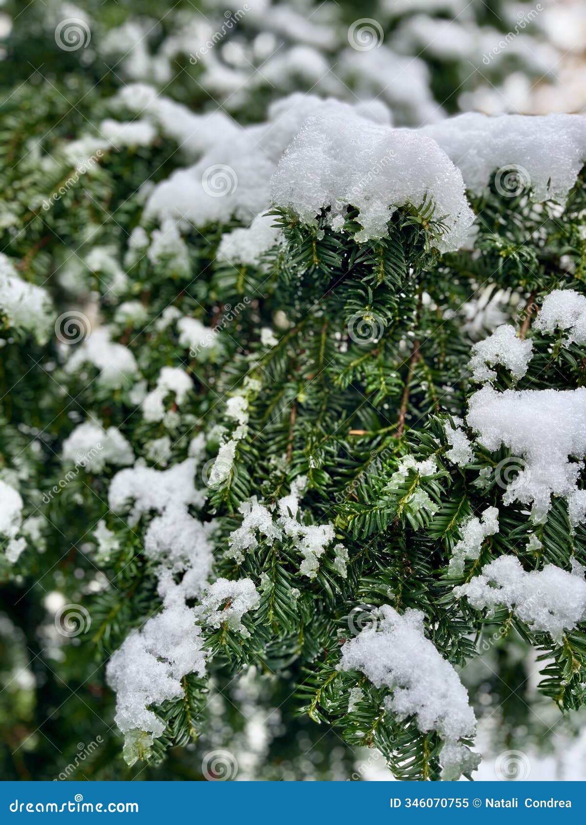 Fresh Snow on the Needles of a Blue Spruce Tree from an Early Winter ...