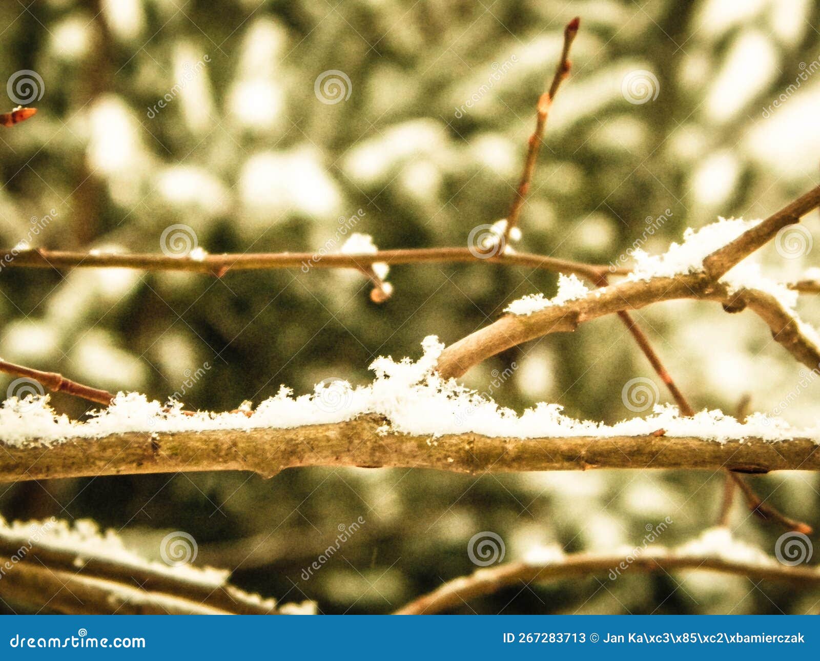 Fresh snow on tree branch stock image. Image of december - 267283713