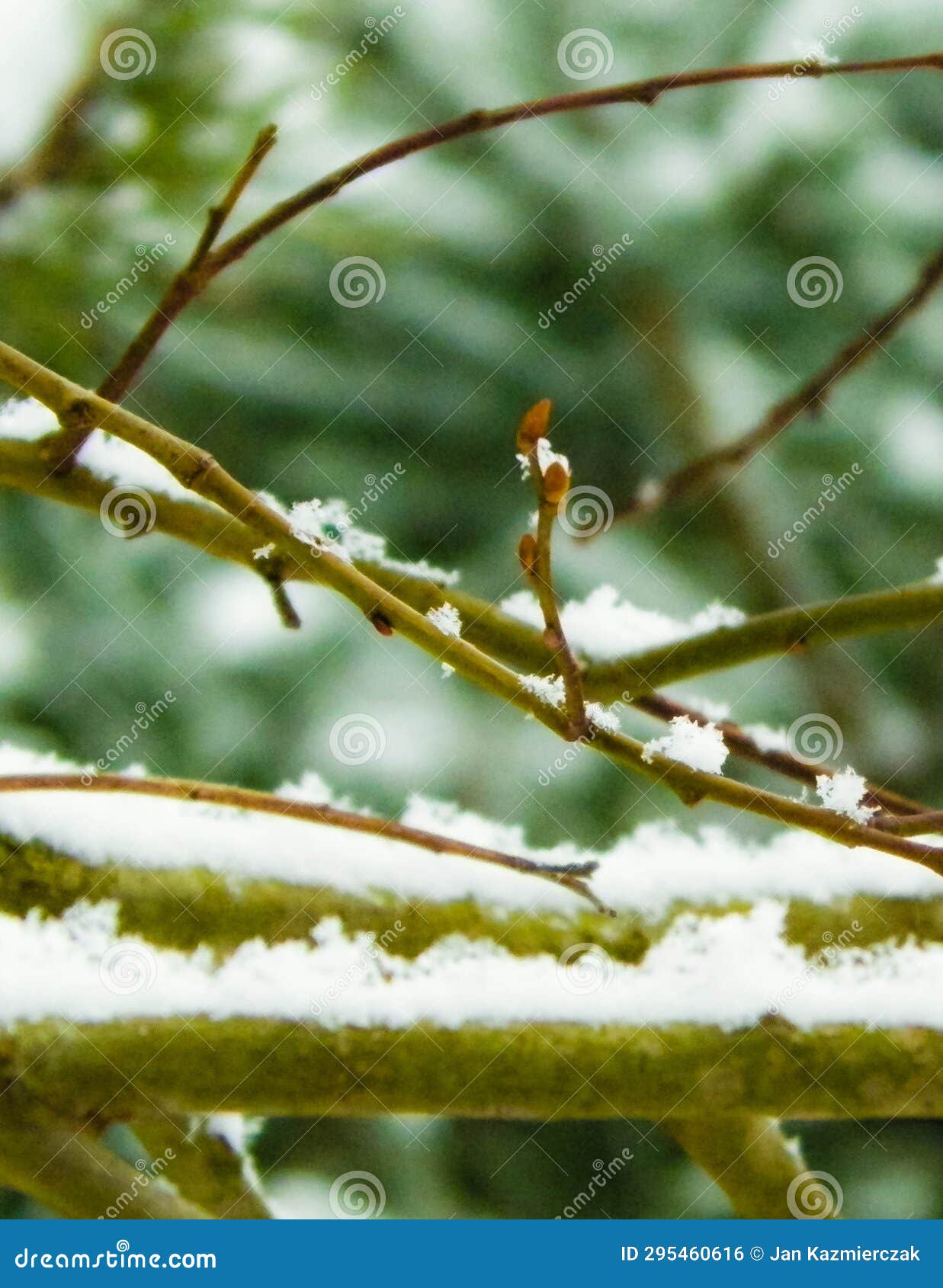 Fresh snow on tree branch stock photo. Image of january - 295460616