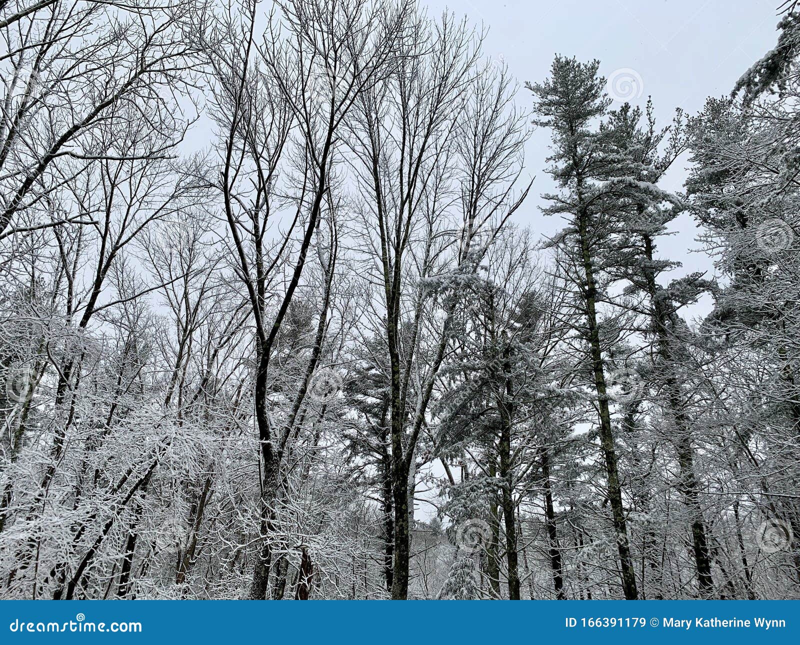 Fresh snow on trees stock image. Image of tall, white - 166391179
