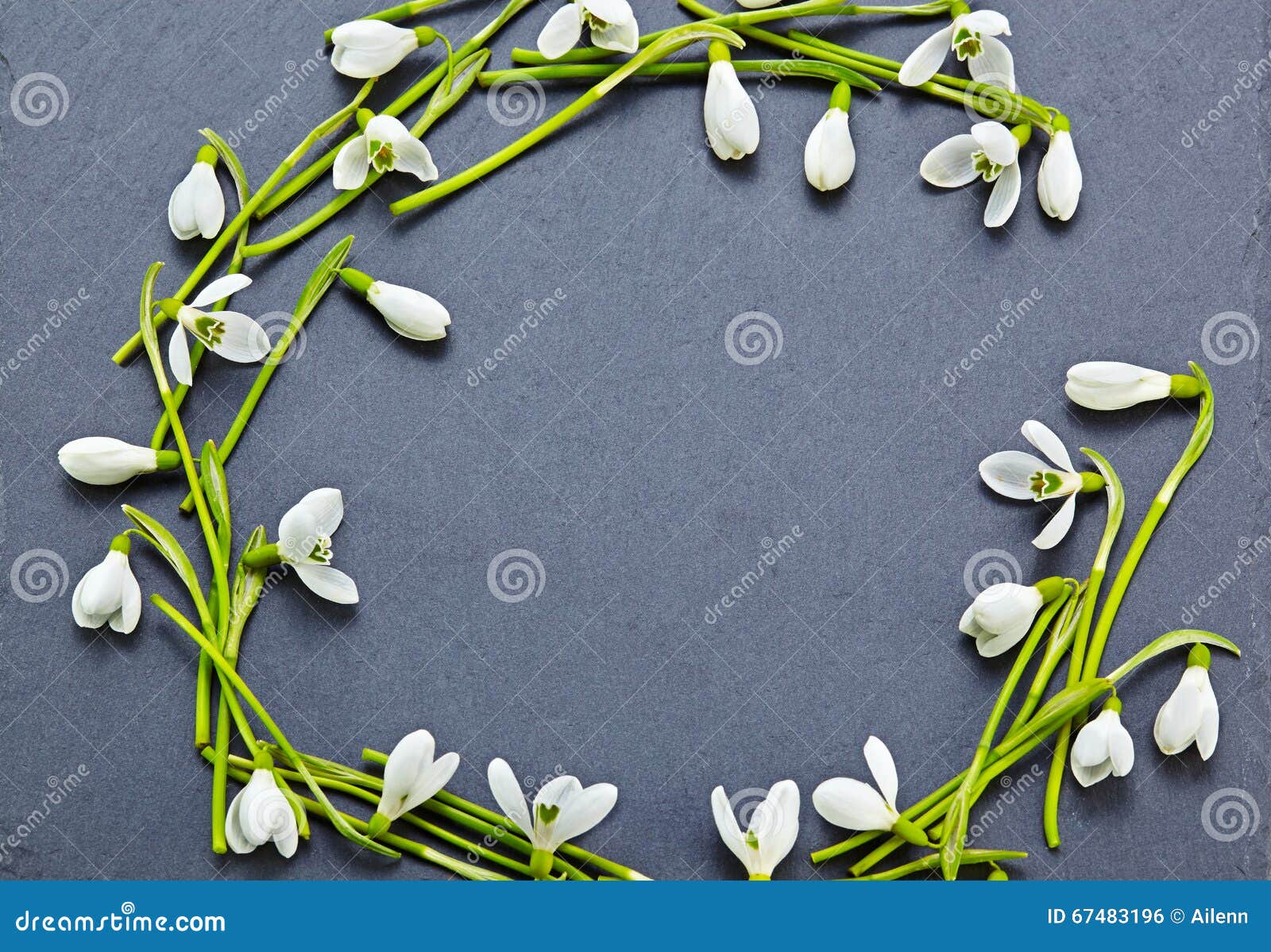 Fresh Snowdrops on Dark Background Stock Photo - Image of background ...