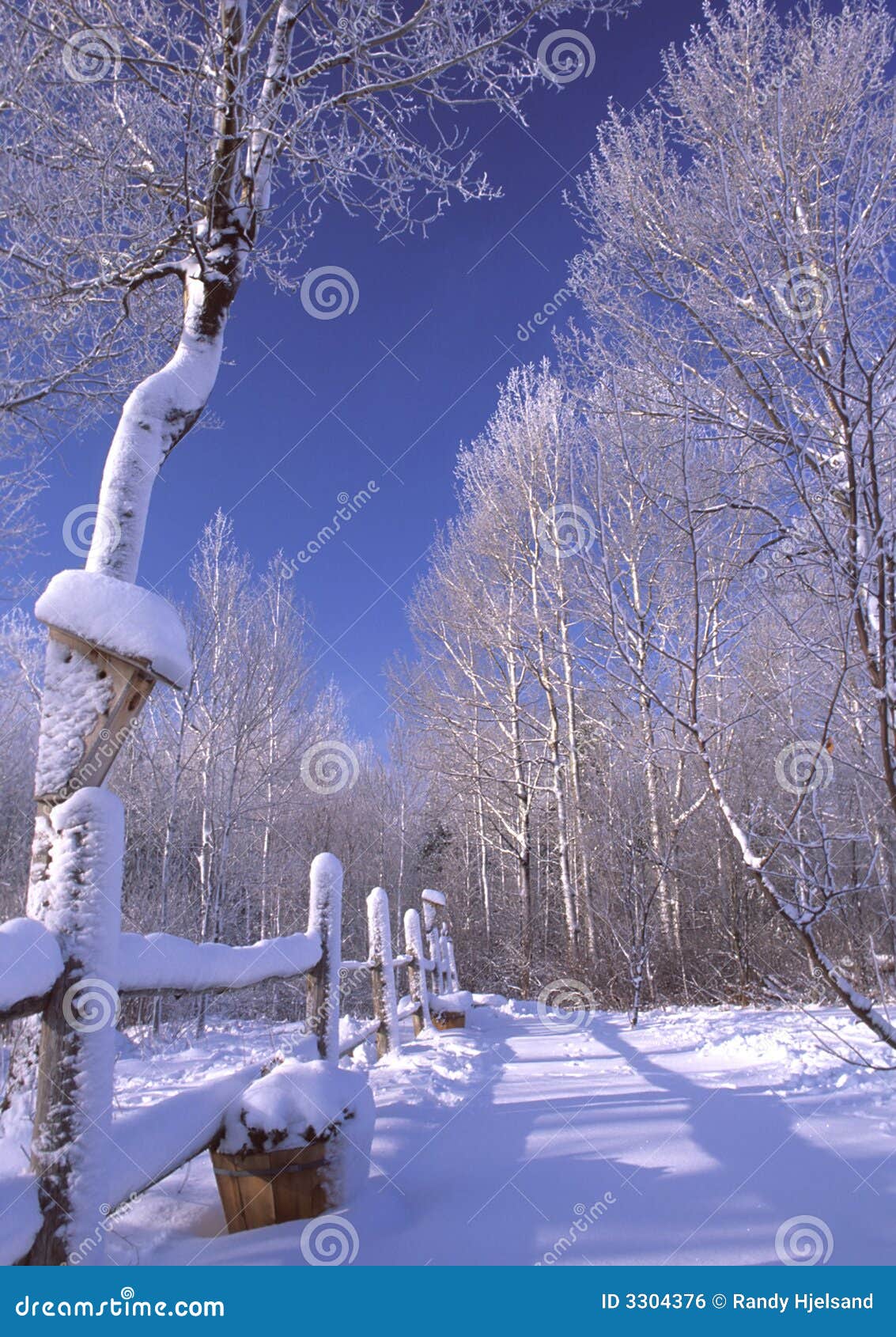 Fresh Snowfall stock photo. Image of trees, snow, scenic - 3304376