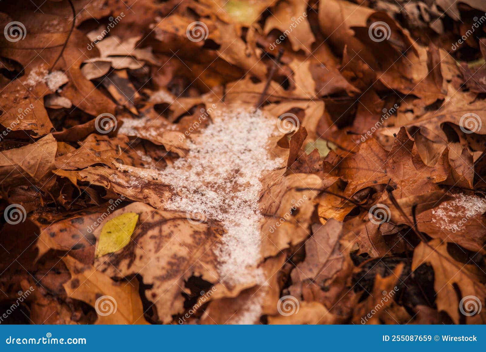 Fresh Snowfall on Autumn Leaves in Michigan Stock Image - Image of ...