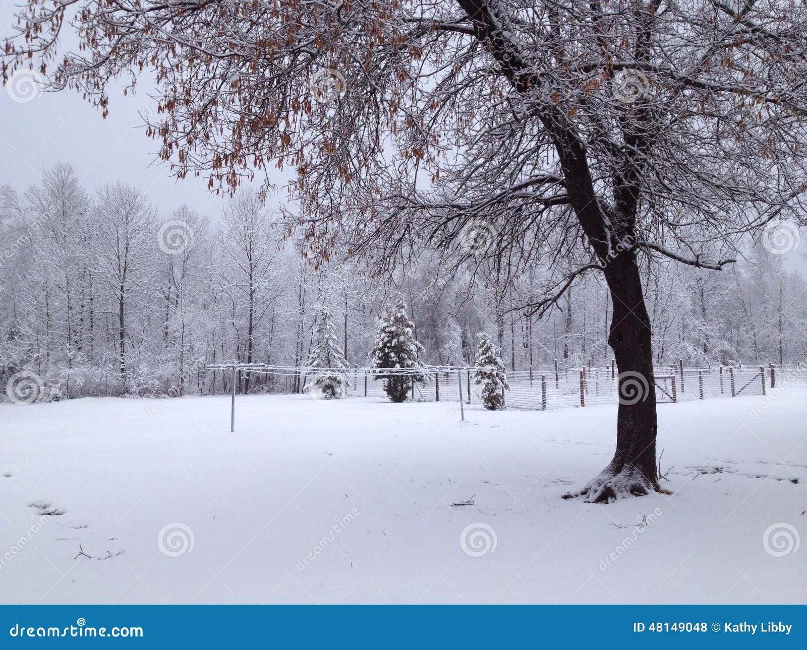 Fresh snowfall stock photo. Image of snowfall, backyard - 48149048