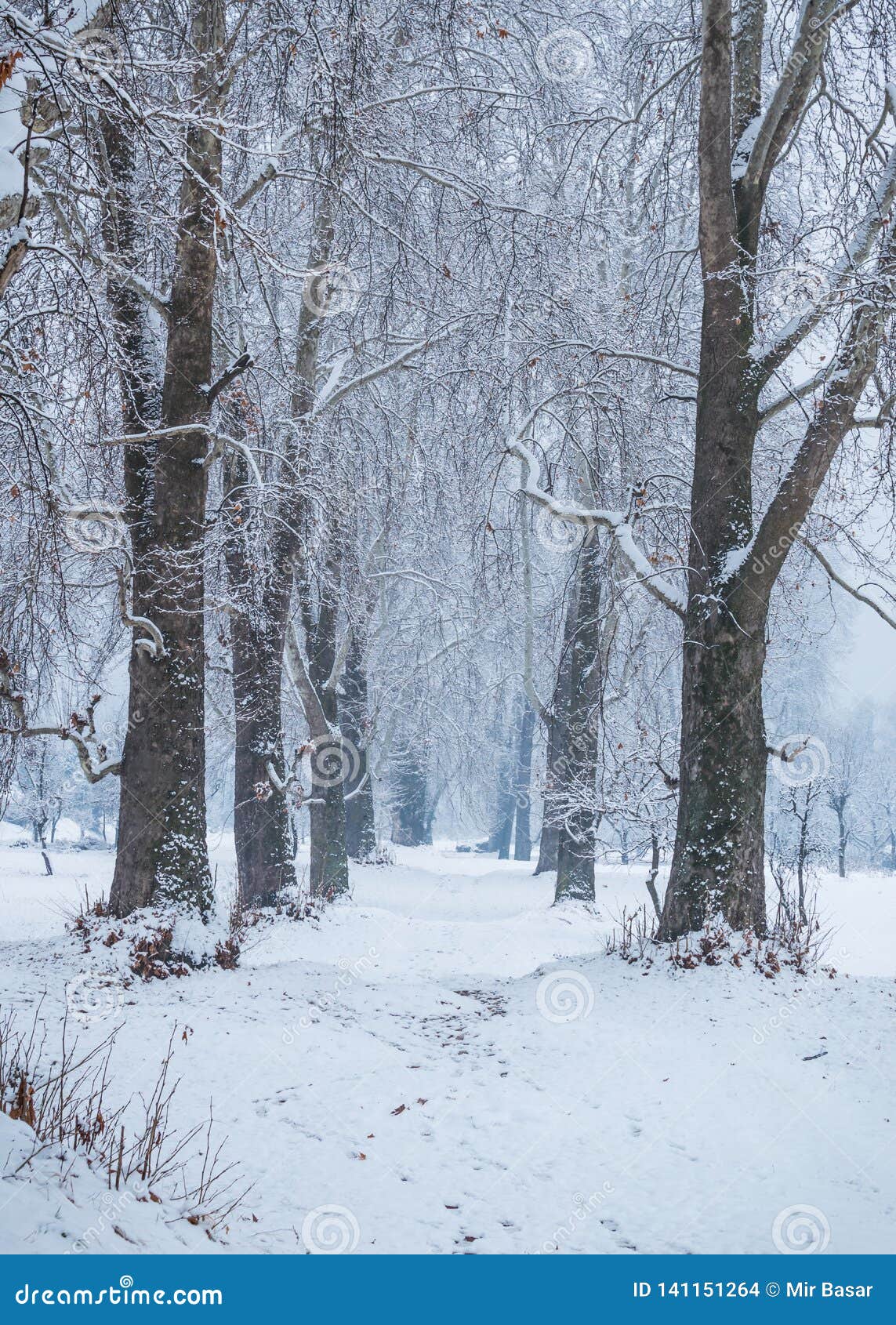 Fresh Snowfall on Trees without Leaves. Snow Covered Trees on Both ...