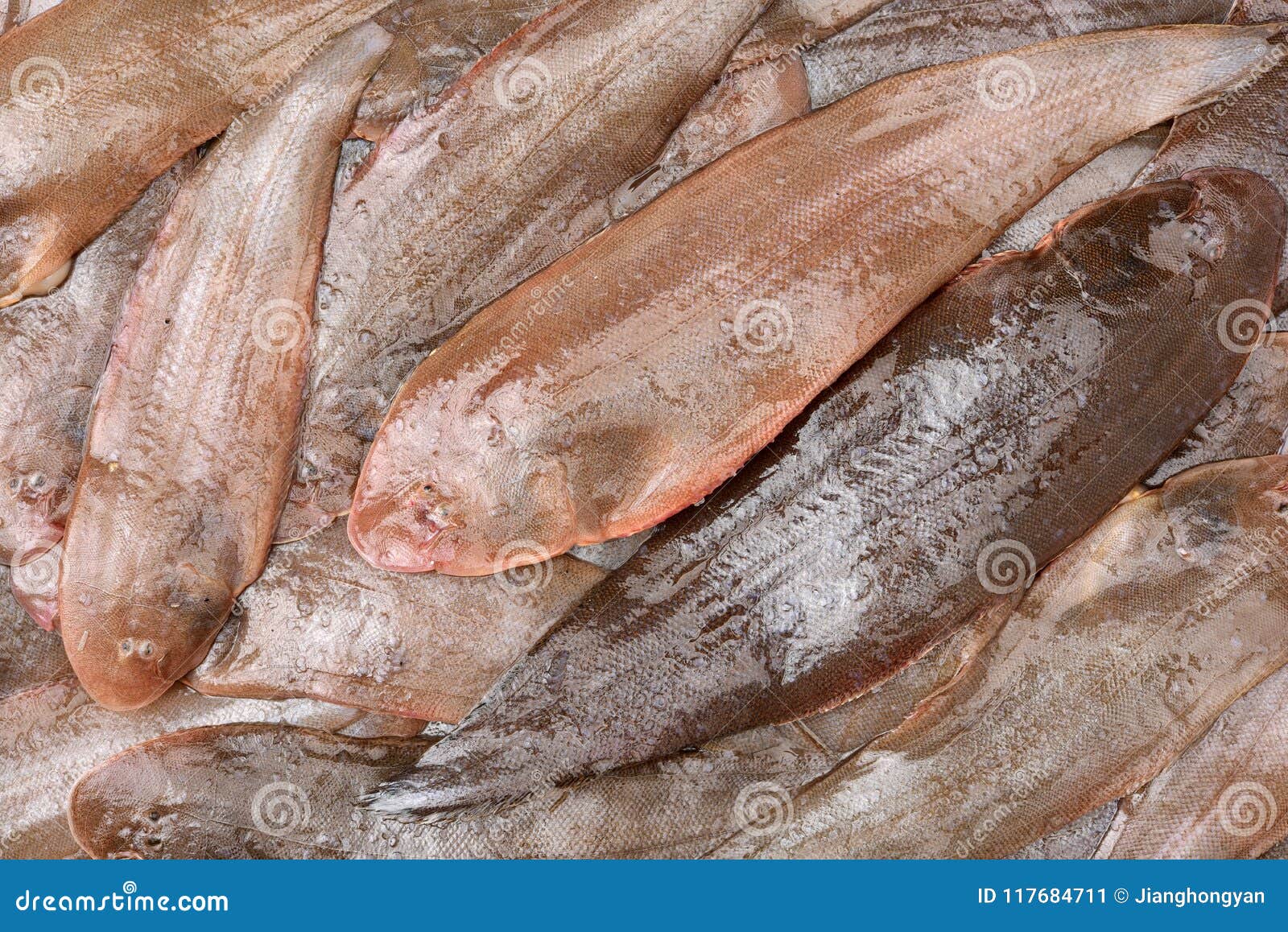 Fresh Sole fish stock image. Image of food, closeup - 117684711