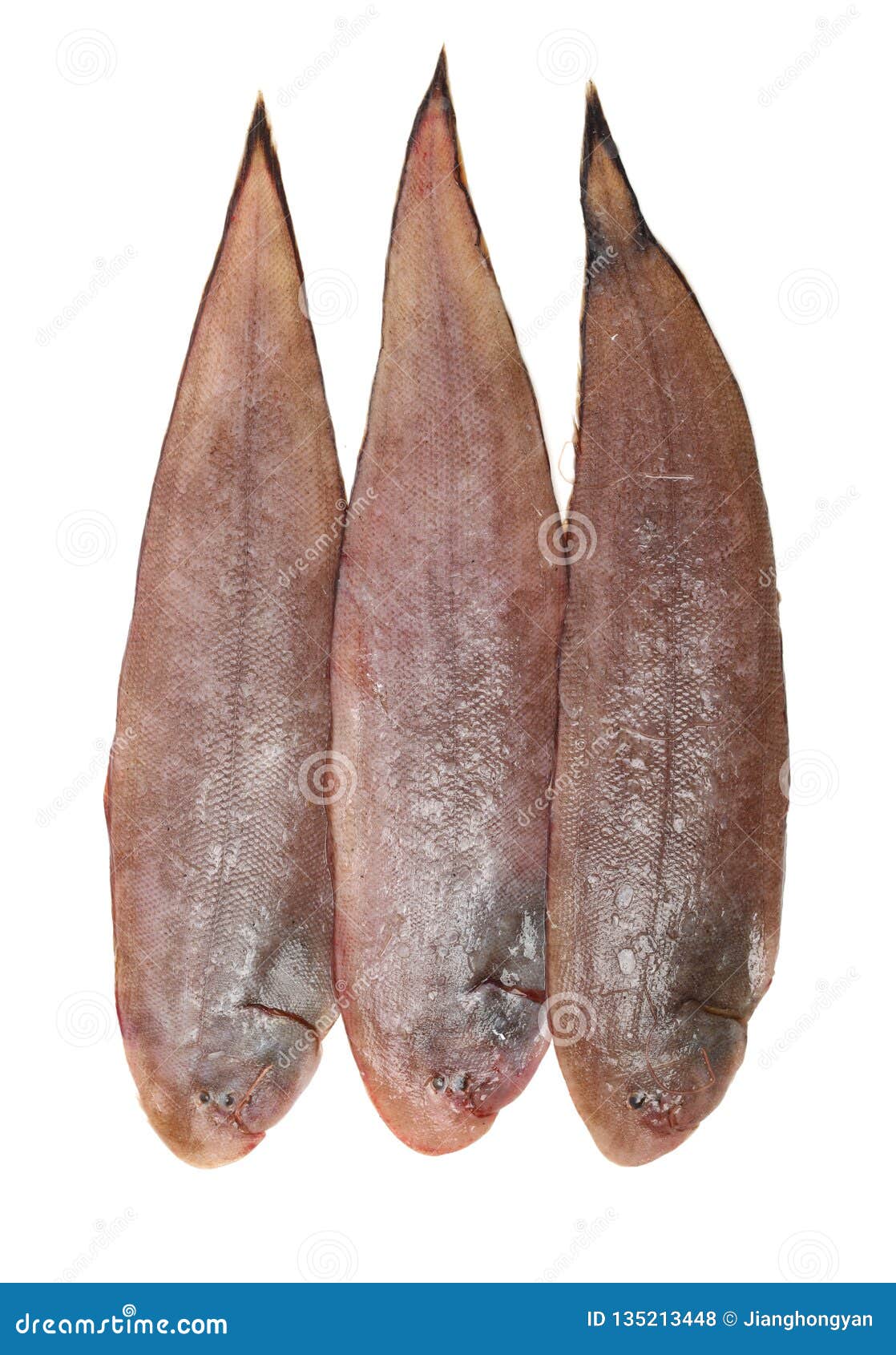 Fresh Sole fish stock photo. Image of food, white, fresh - 135213448