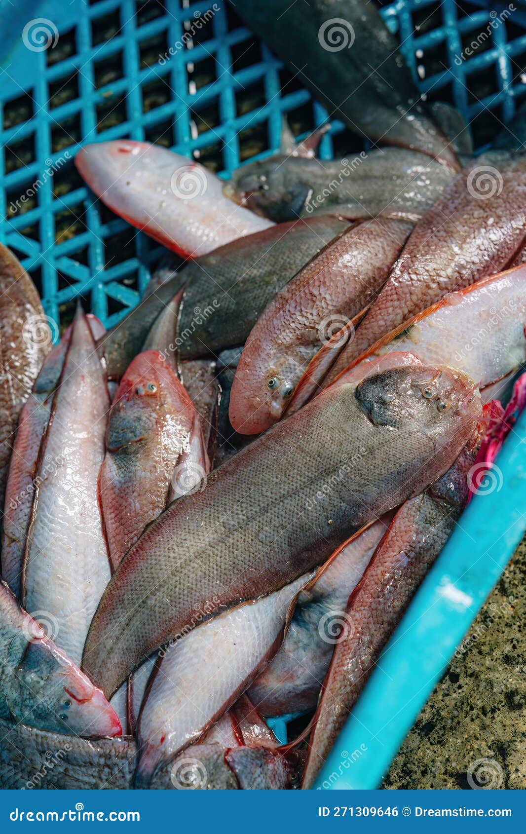 Fresh Sole Fish or Solea Solea Fishes in the Basket Stock Photo - Image ...