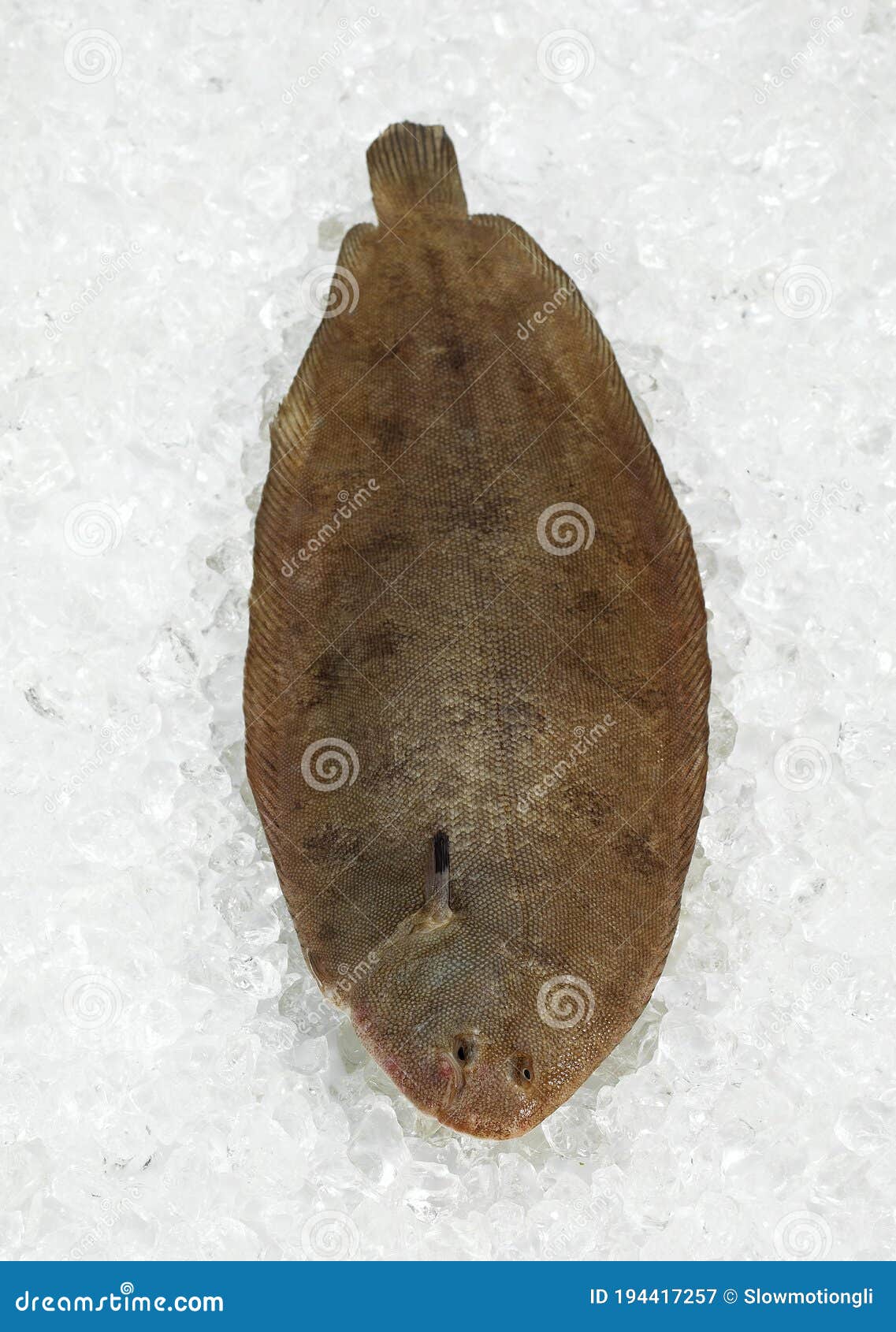 FRESH SOLE FISH Solea Solea on ICE Stock Image - Image of still, shop ...