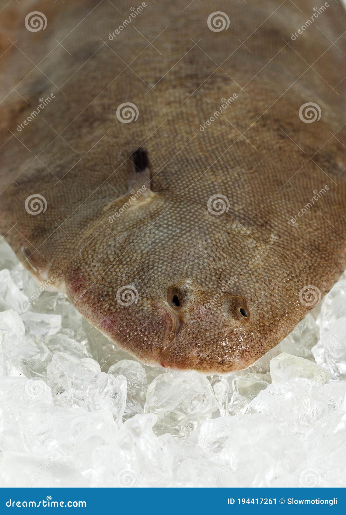 FRESH SOLE FISH Solea Solea on ICE Stock Image - Image of solea ...